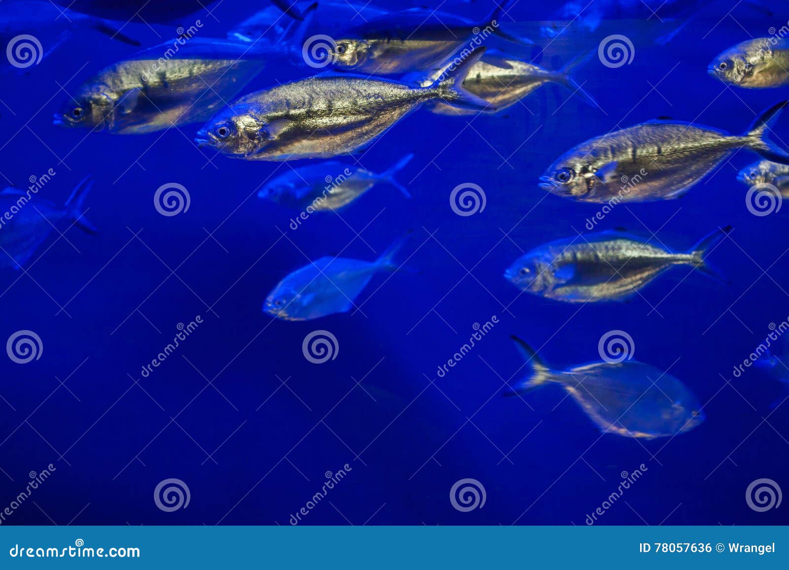 Atlantic Horse Mackerel (Trachurus Trachurus) Stock Photo - Image of ...