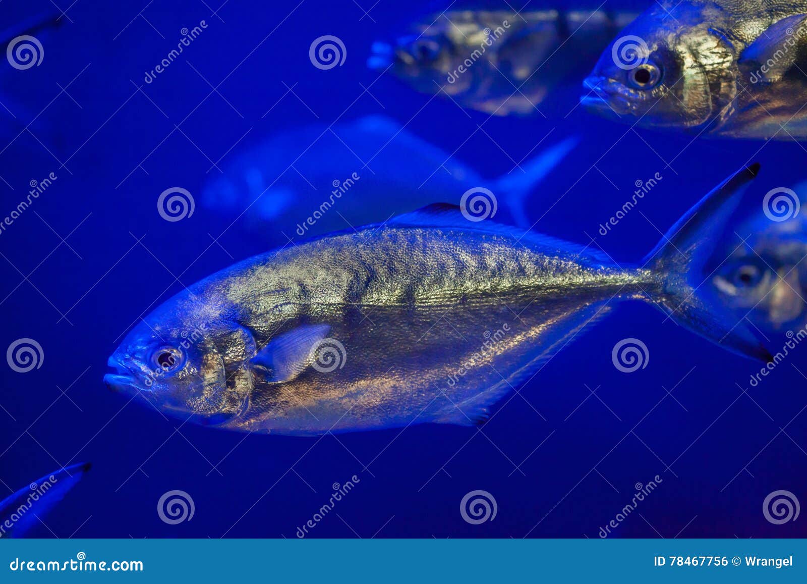 Atlantic Horse Mackerel (Trachurus Trachurus) Stock Photo - Image of ...
