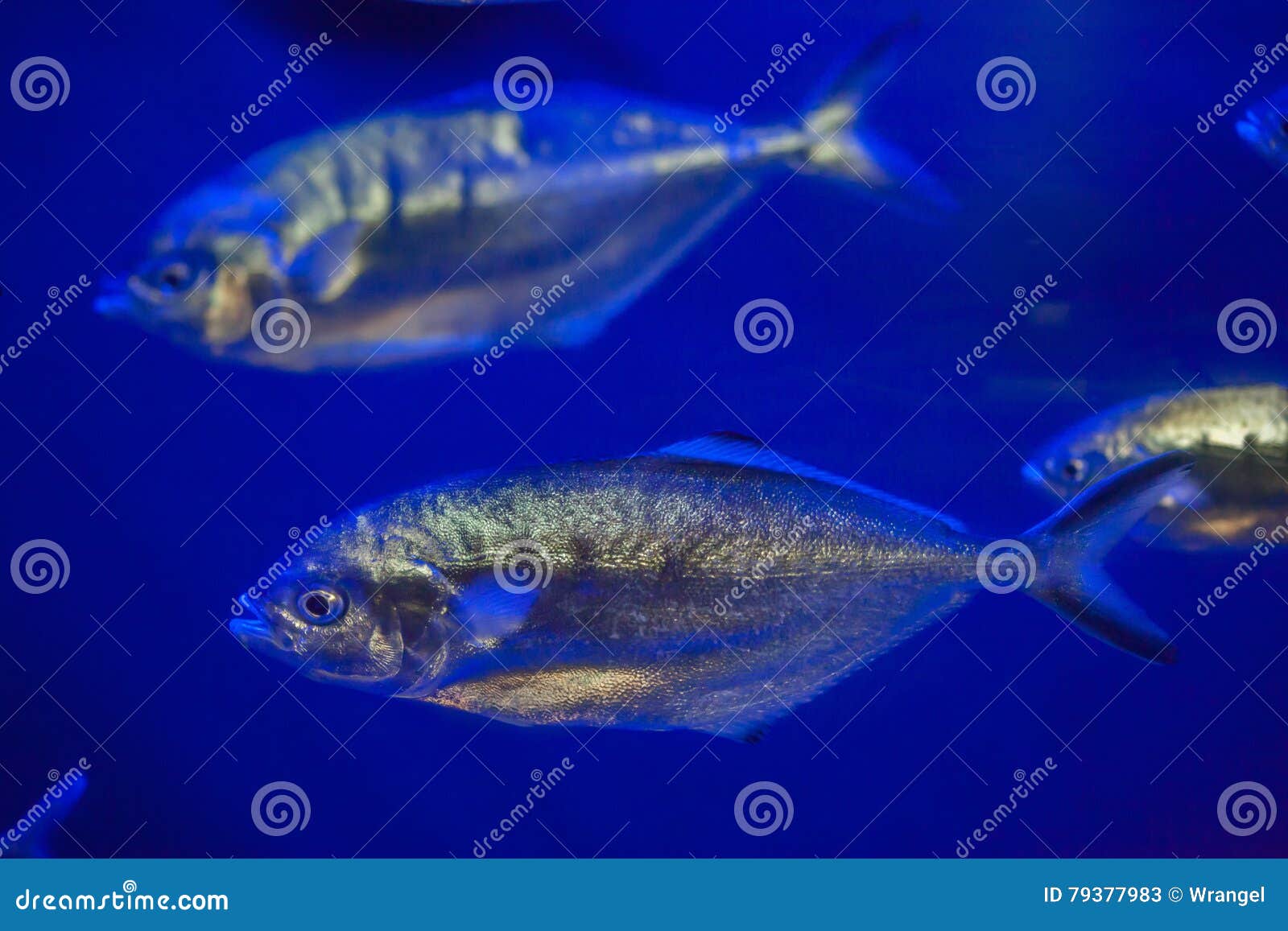Atlantic Horse Mackerel (Trachurus Trachurus) Stock Image - Image of ...