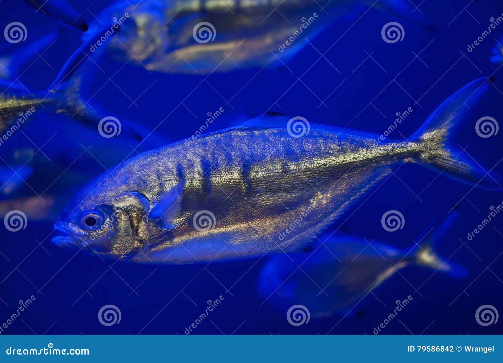 Atlantic Horse Mackerel (Trachurus Trachurus). Stock Photo - Image of ...