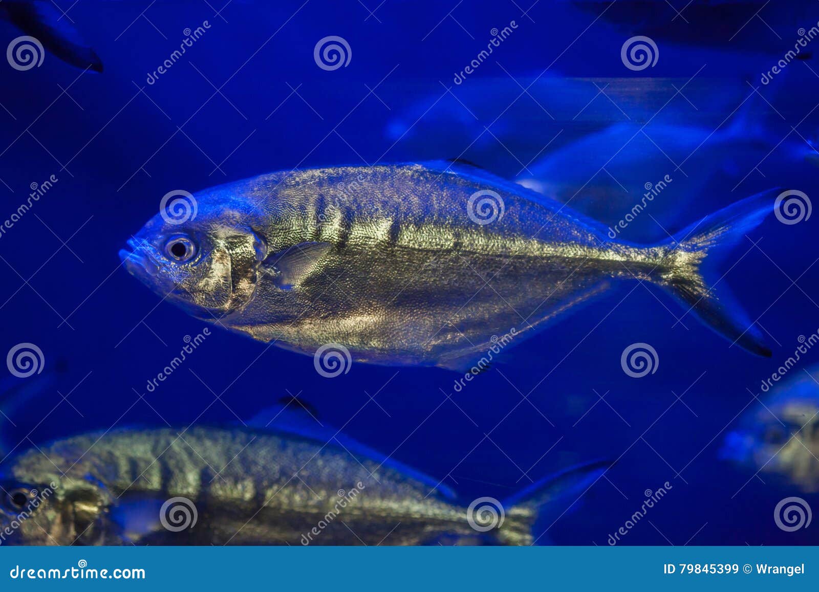 Atlantic Horse Mackerel (Trachurus Trachurus) Stock Image - Image of ...