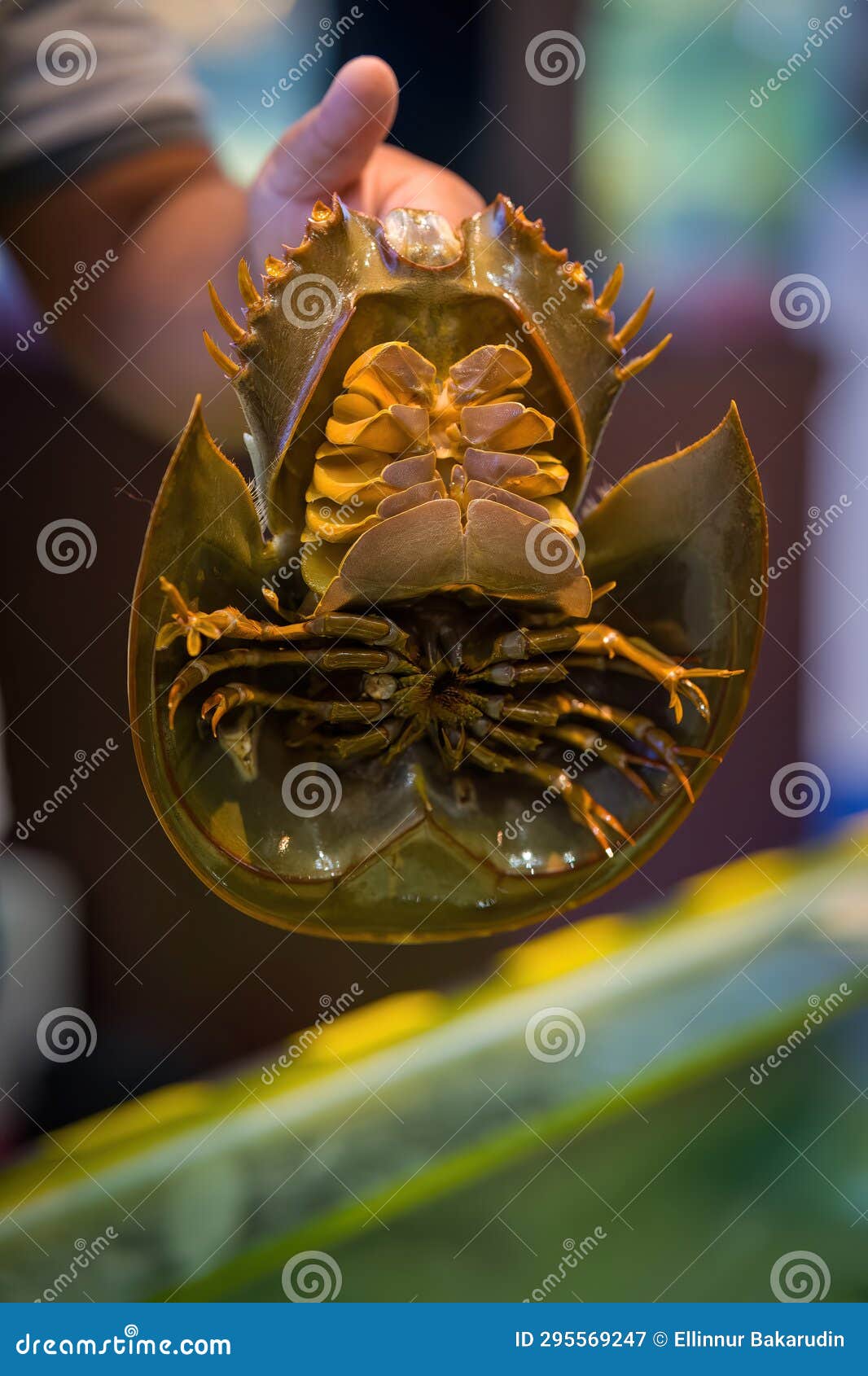 Atlantic Horseshoe Crab the Bottom Part. Closeup Stock Image - Image of ...