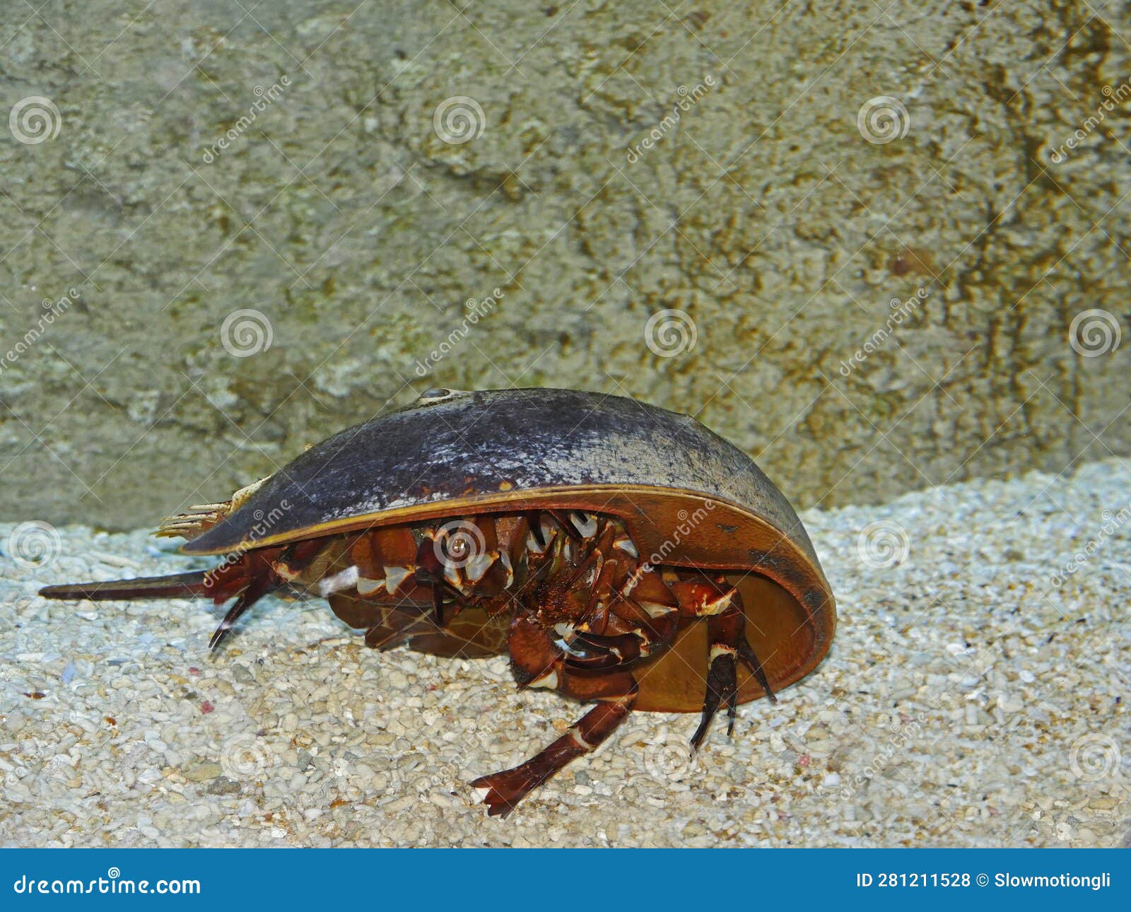 Atlantic Horseshoe Crab, Limulus Polyphemus Stock Photo - Image of ...