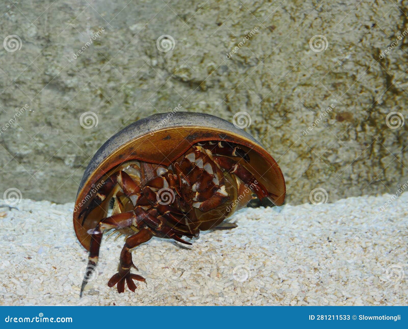 Atlantic Horseshoe Crab, Limulus Polyphemus Stock Image - Image of ...