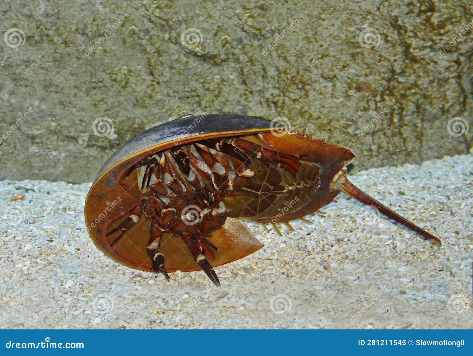 Atlantic Horseshoe Crab, Limulus Polyphemus Stock Image - Image of ...