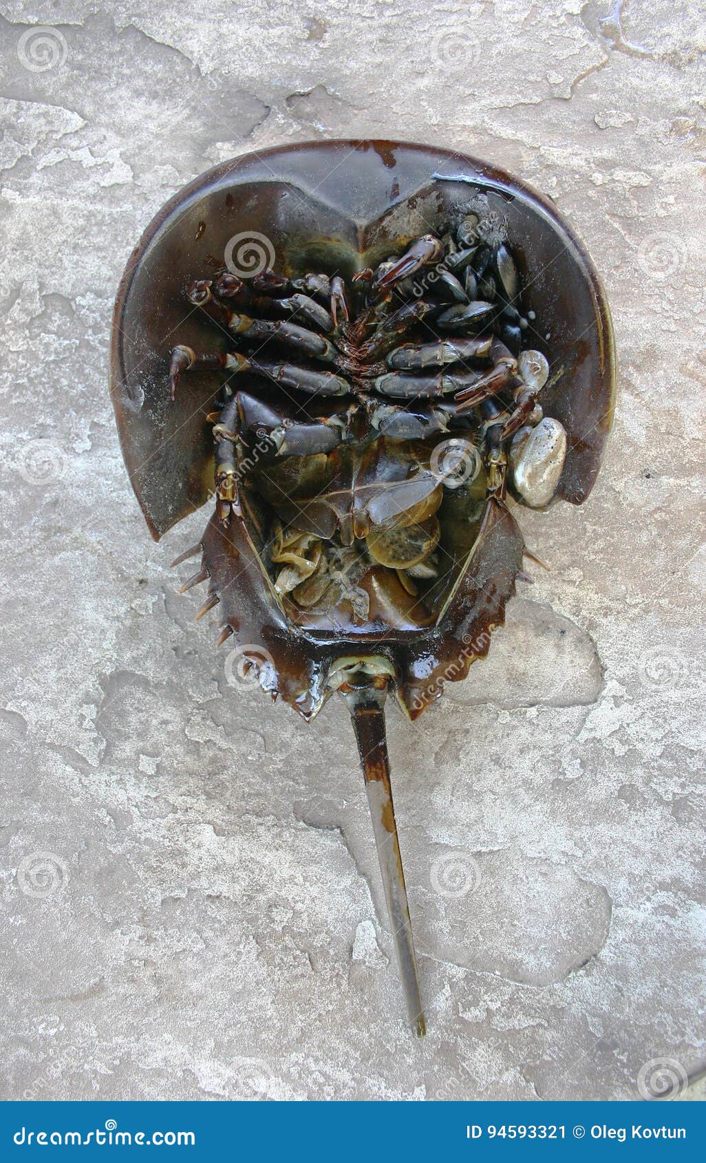 The Atlantic Horseshoe Crab, Limulus Polyphemus Stock Image - Image of ...