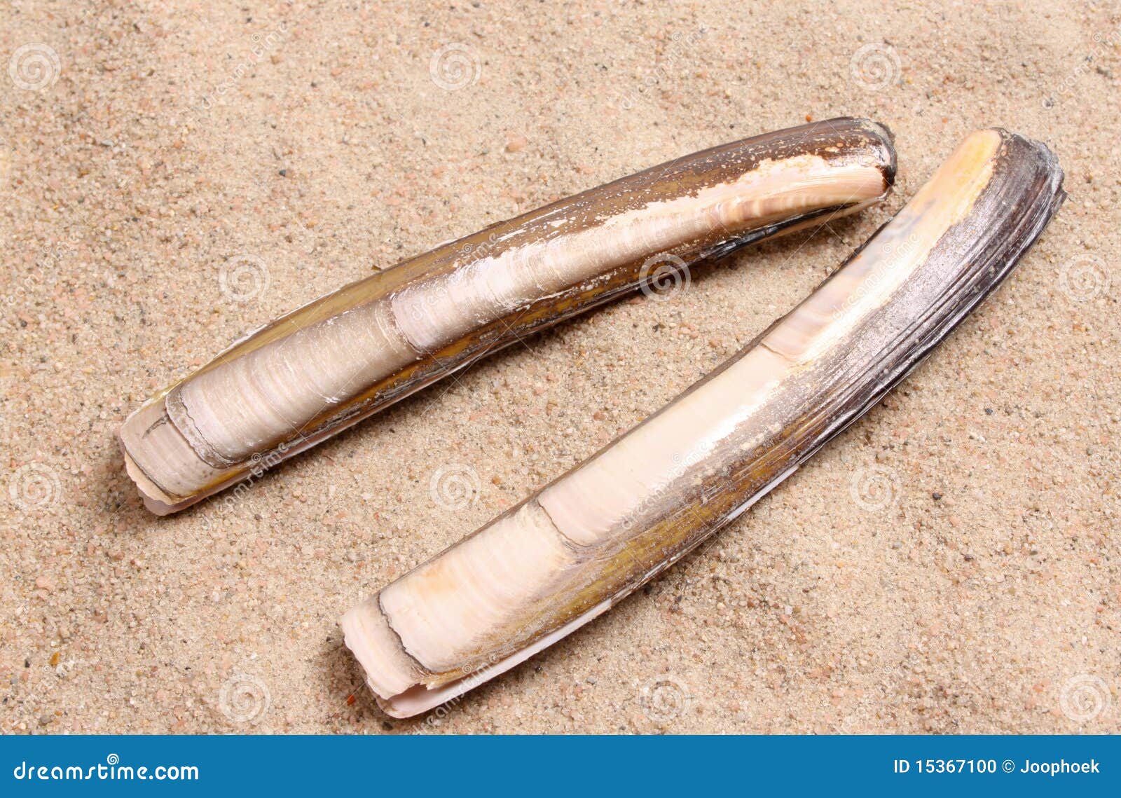 Atlantic jackknife stock photo. Image of design, closeup - 15367100