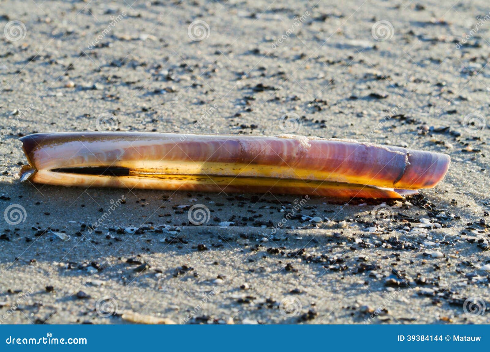 Atlantic jackknife stock photo. Image of american, beach - 39384144