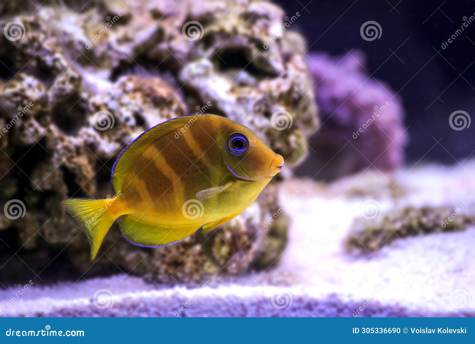 Atlantic Juvenile Yellow (blue) Tang - Acanthurus Coeruleus Stock Photo ...