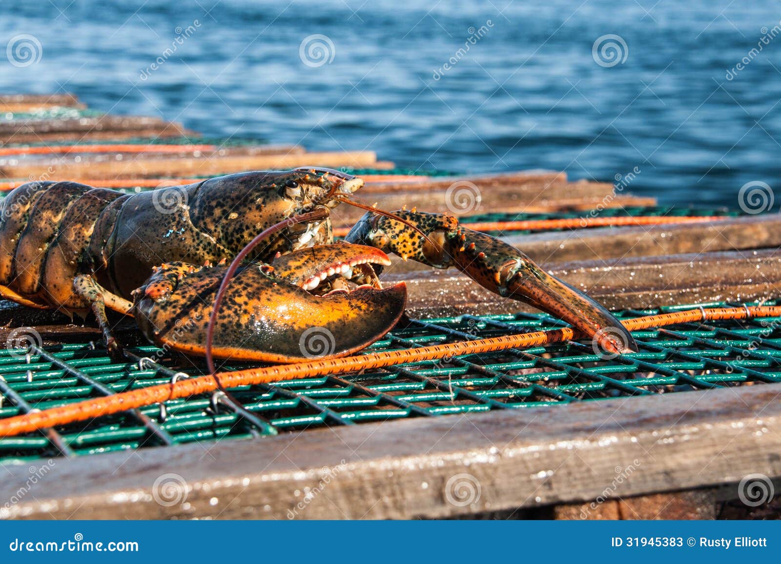 Atlantic Lobster stock image. Image of ocean, animal - 31945383
