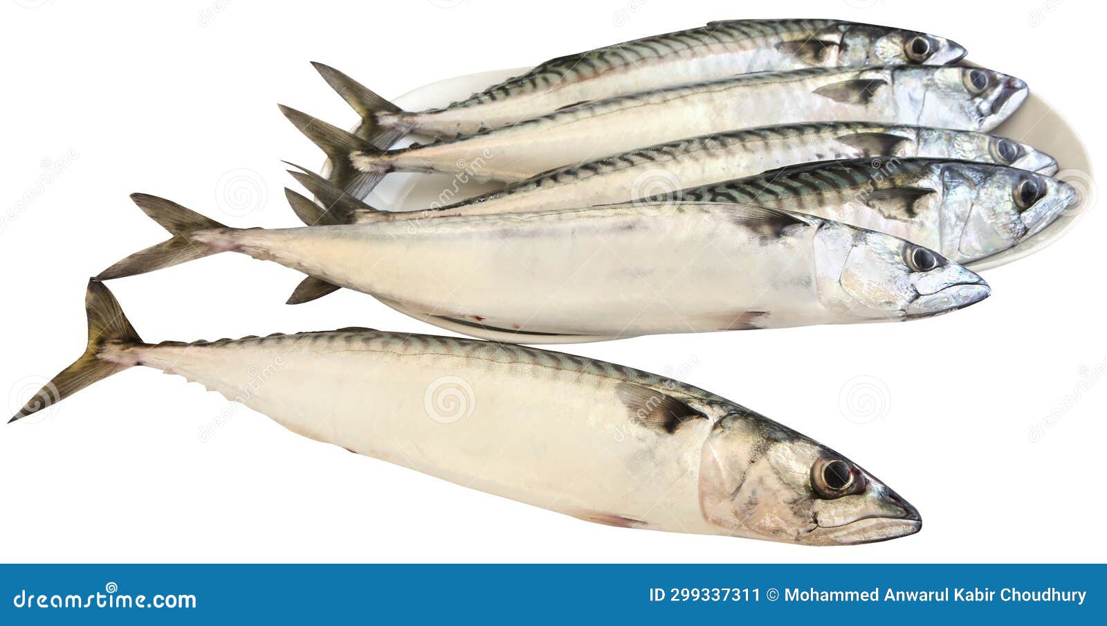 Atlantic mackerel stock image. Image of ingredient, mekrel - 299337311