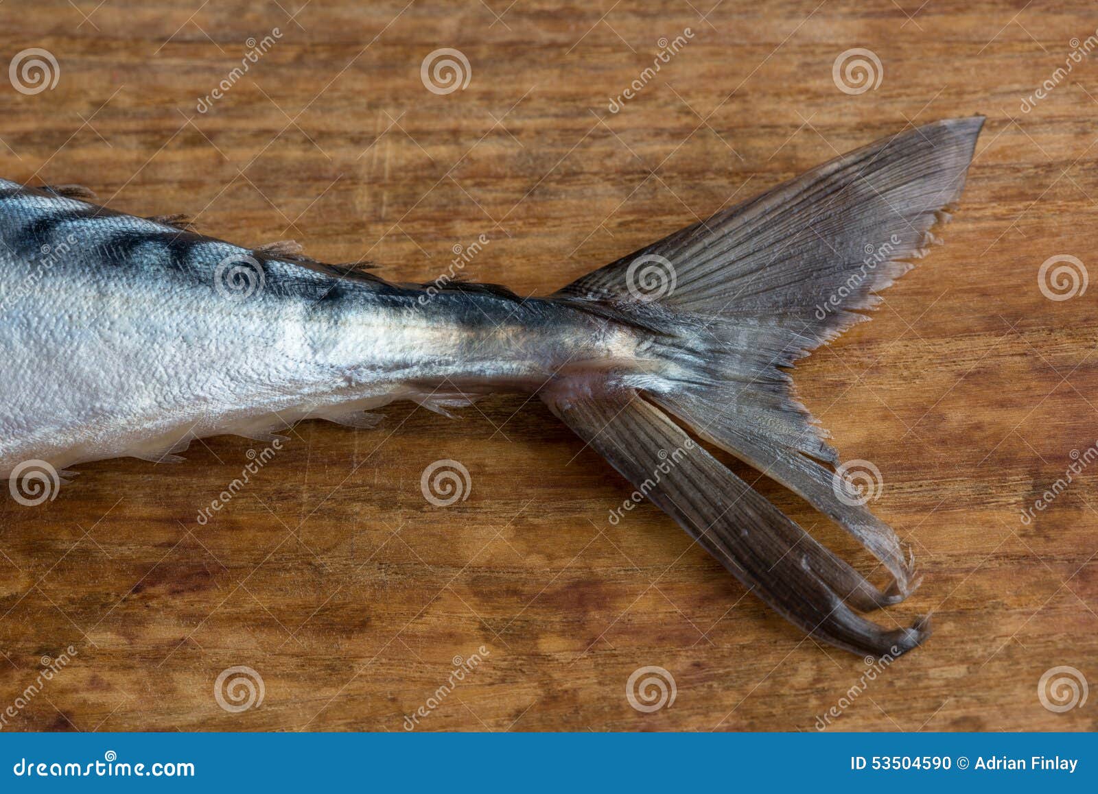 Atlantic Mackerel close up stock photo. Image of preparation - 53504590