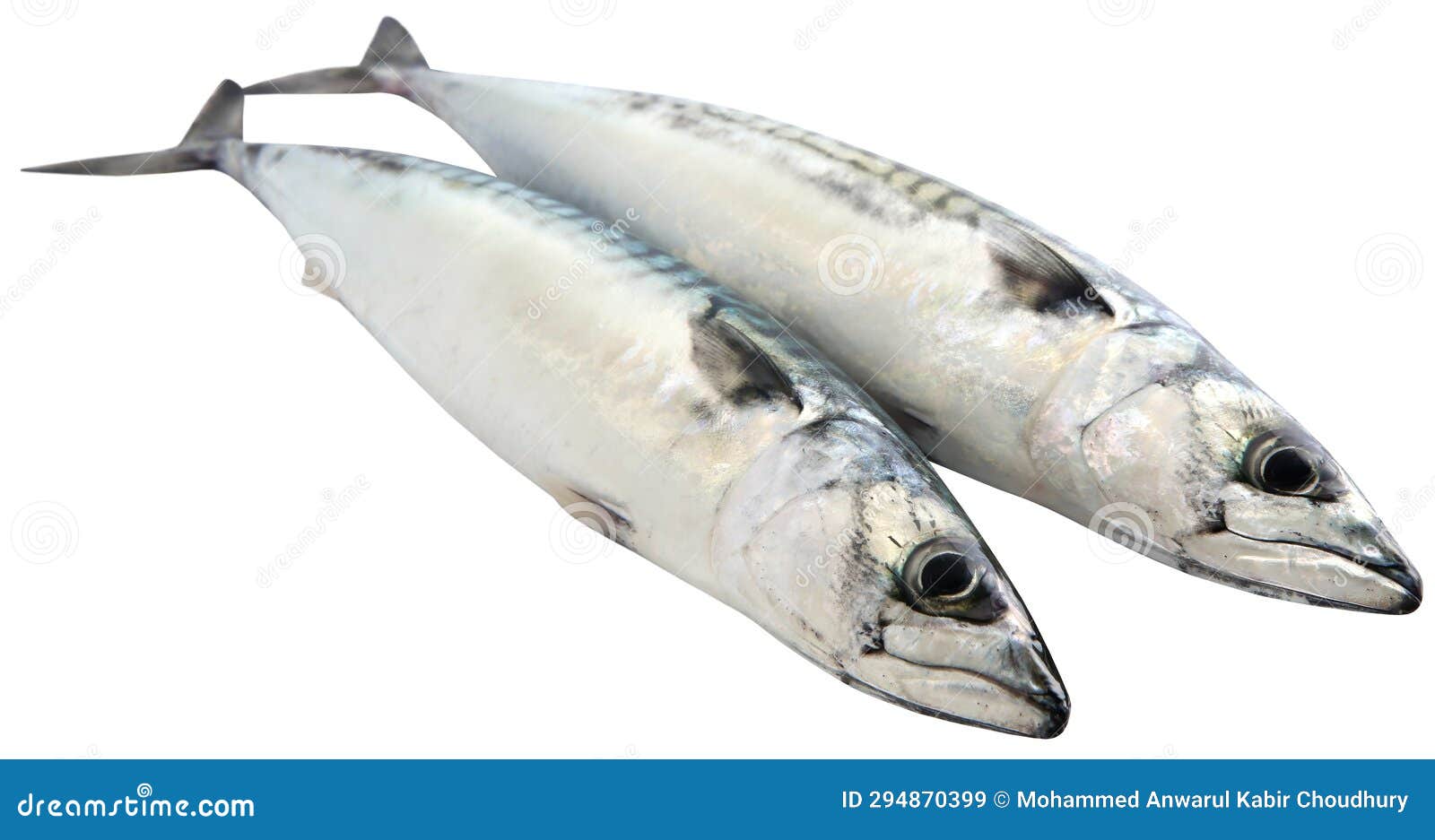 Atlantic mackerel fish stock image. Image of silver - 294870399
