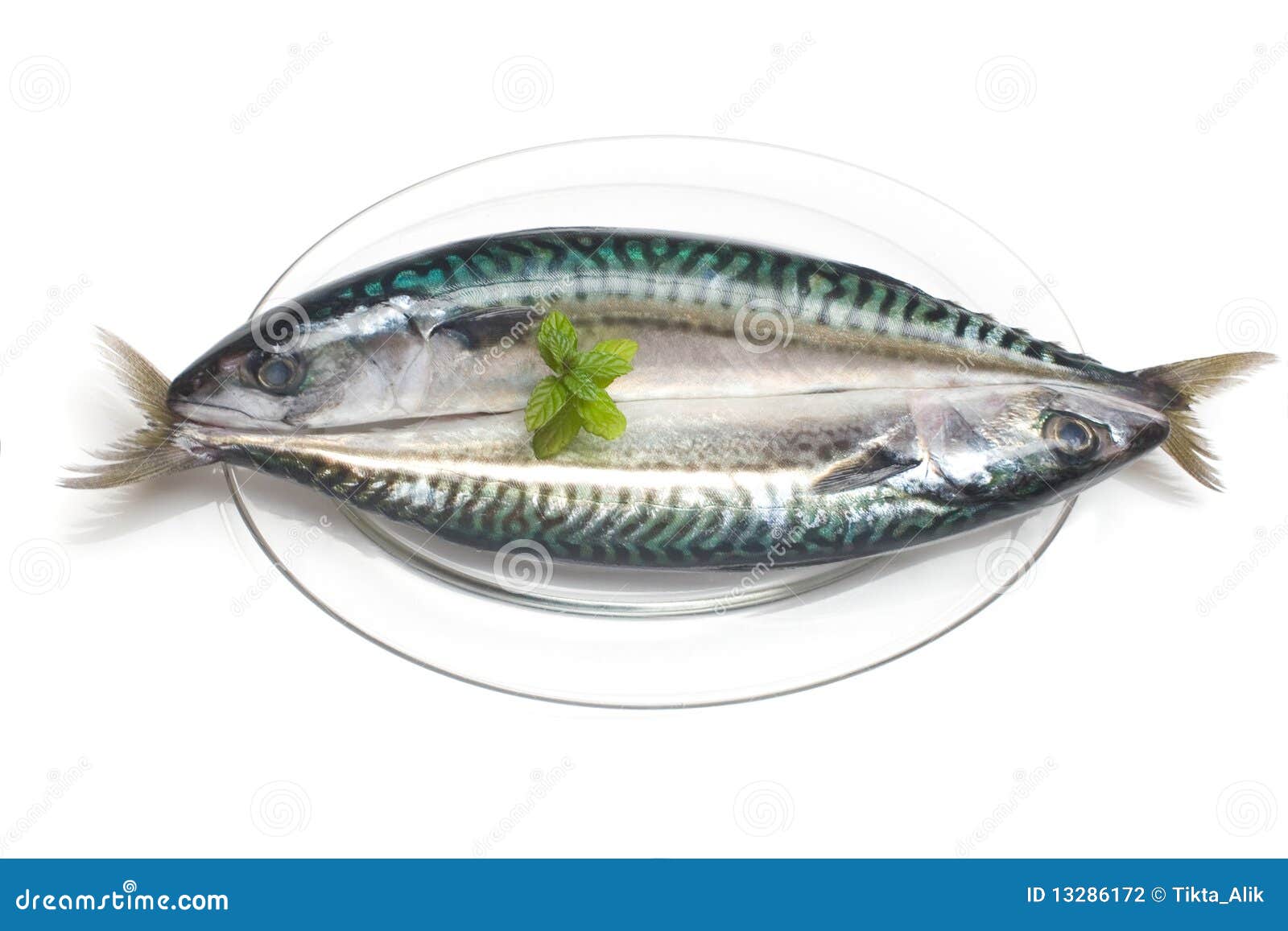 Atlantic Mackerel. Scomber Scombrus Stock Photo - Image of still, life ...