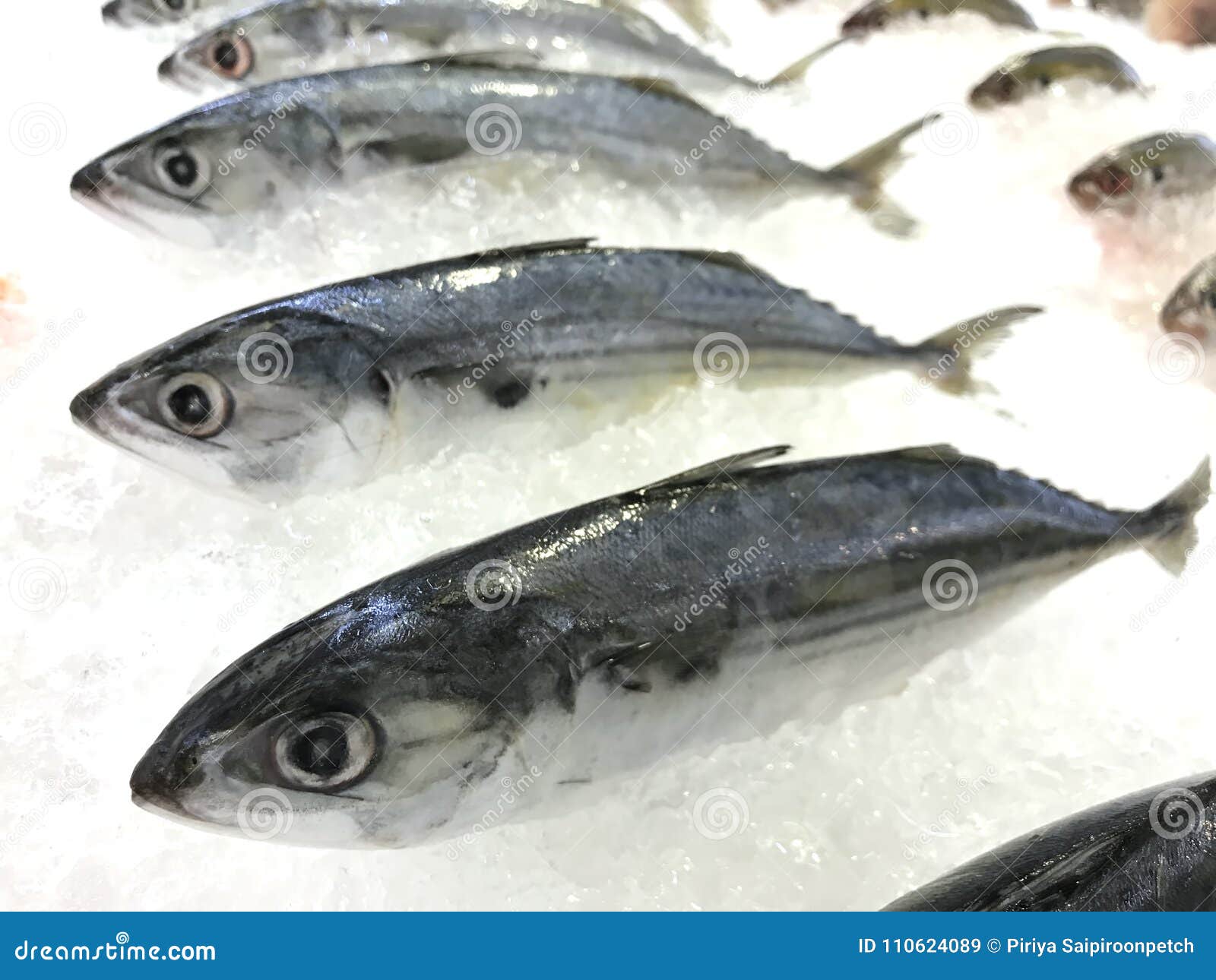 Atlantic Mackerel Scomber Scombrus Fish on Ice Stock Image - Image of ...