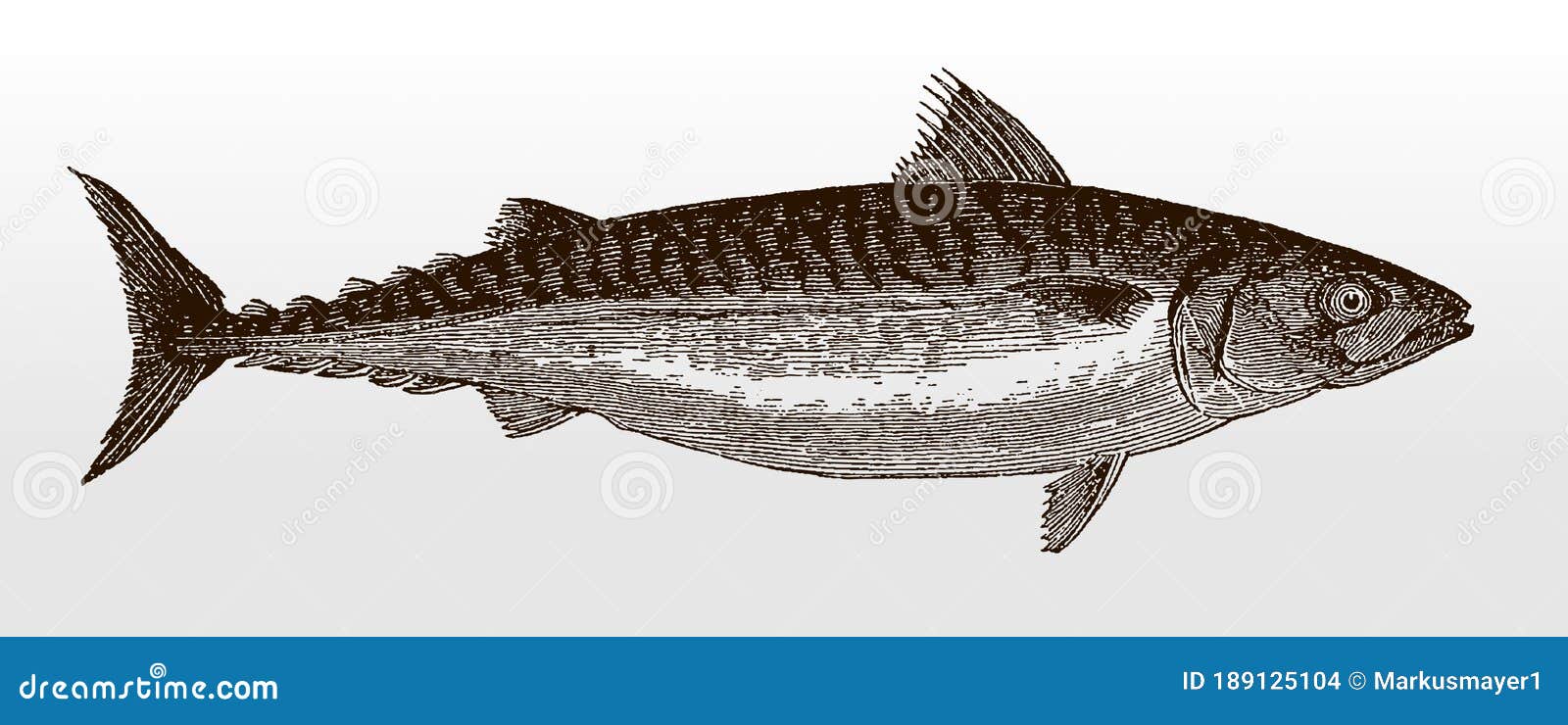 Atlantic Mackerel, Scomber Scombrus, a Highly Commercial Food Fish in ...