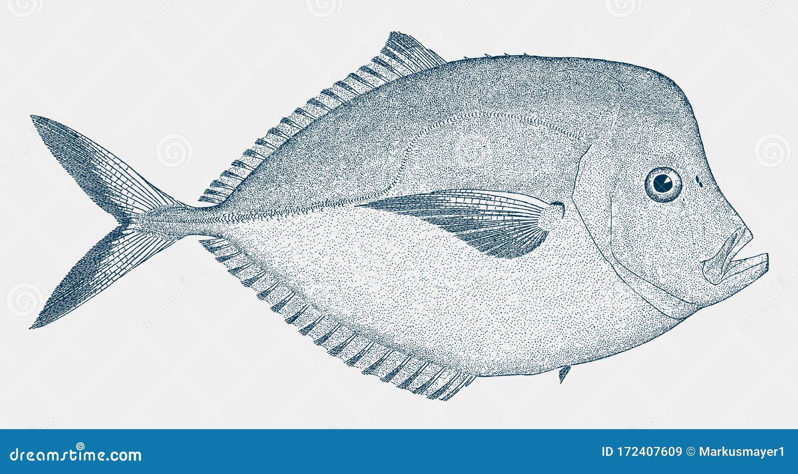 Atlantic Moonfish in Side View Stock Vector - Illustration of fish ...