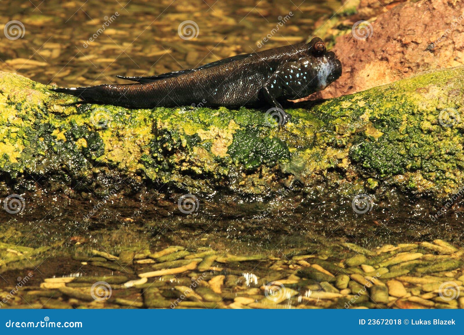 Atlantic mudskipper stock photo. Image of atlantic, amphibian - 23672018