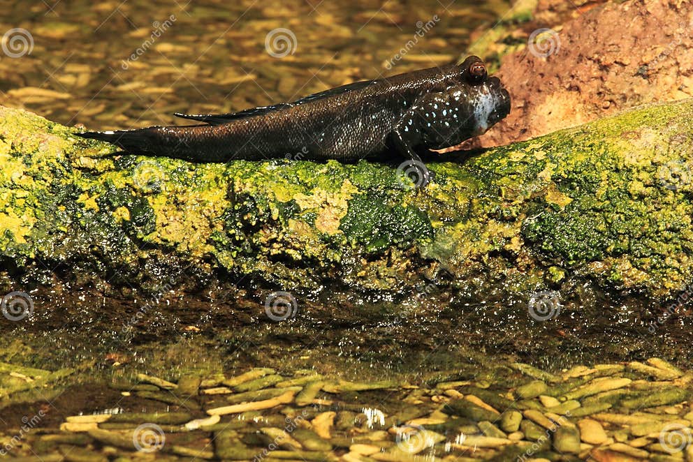 Atlantic mudskipper stock photo. Image of atlantic, amphibian - 23672018