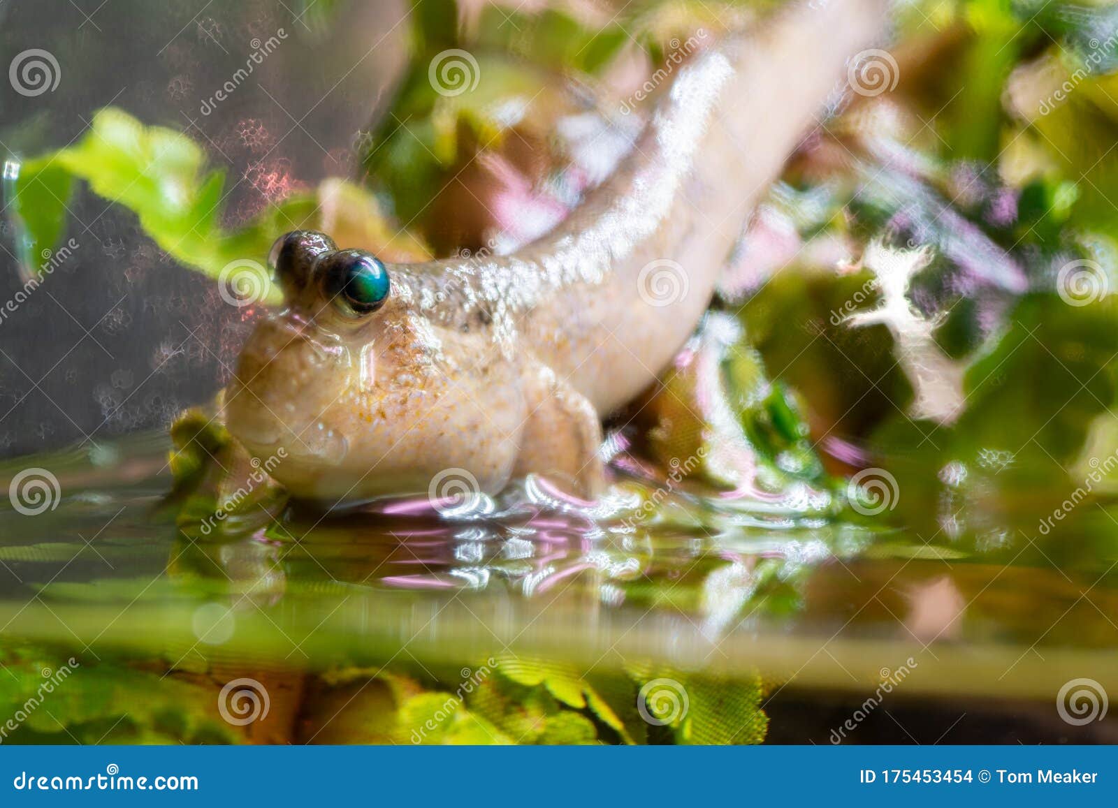 Atlantic Mudskipper Periophthalmus Barbarus Stock Photo - Image of ...