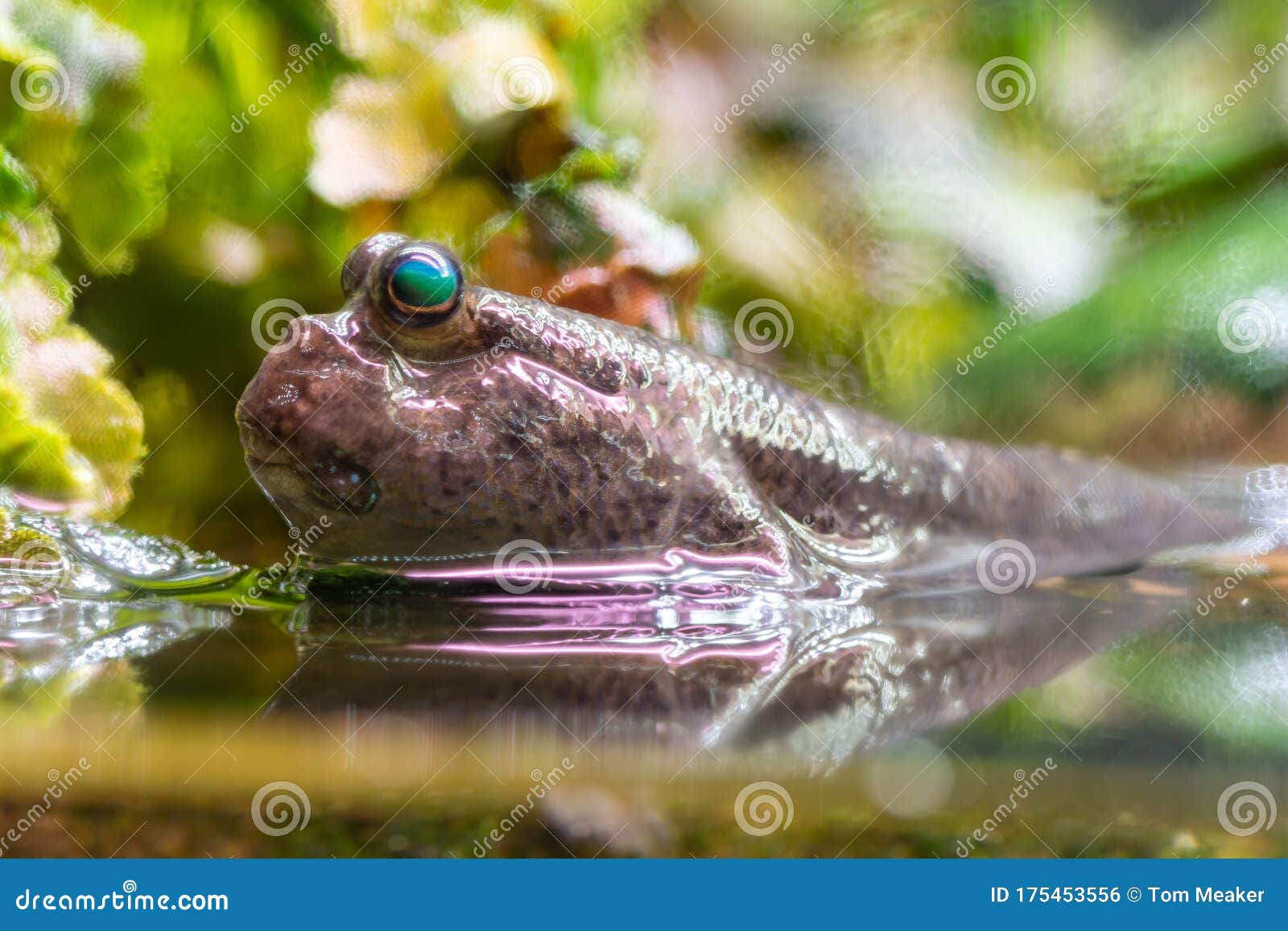 Atlantic Mudskipper Periophthalmus Barbarus Stock Photo - Image of fish ...