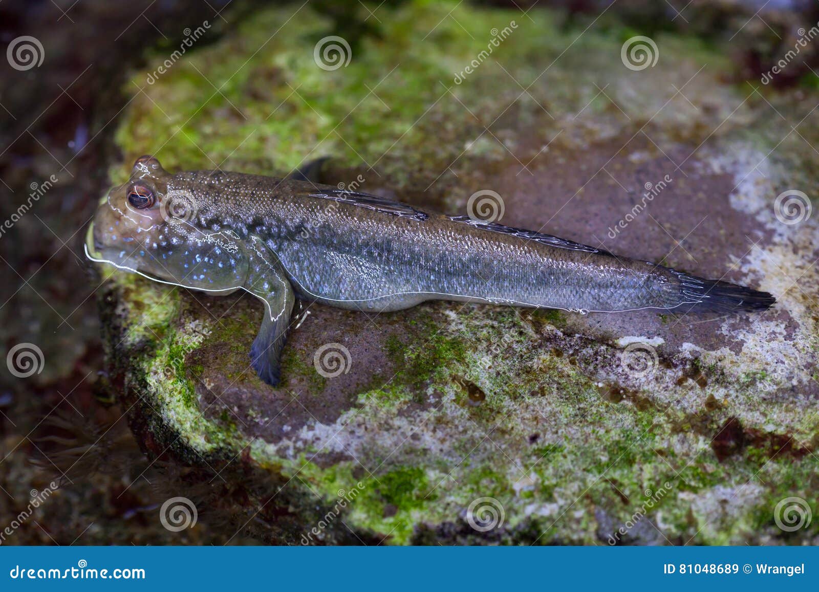 Atlantic Mudskipper Periophthalmus Barbarus. Stock Image - Image of ...