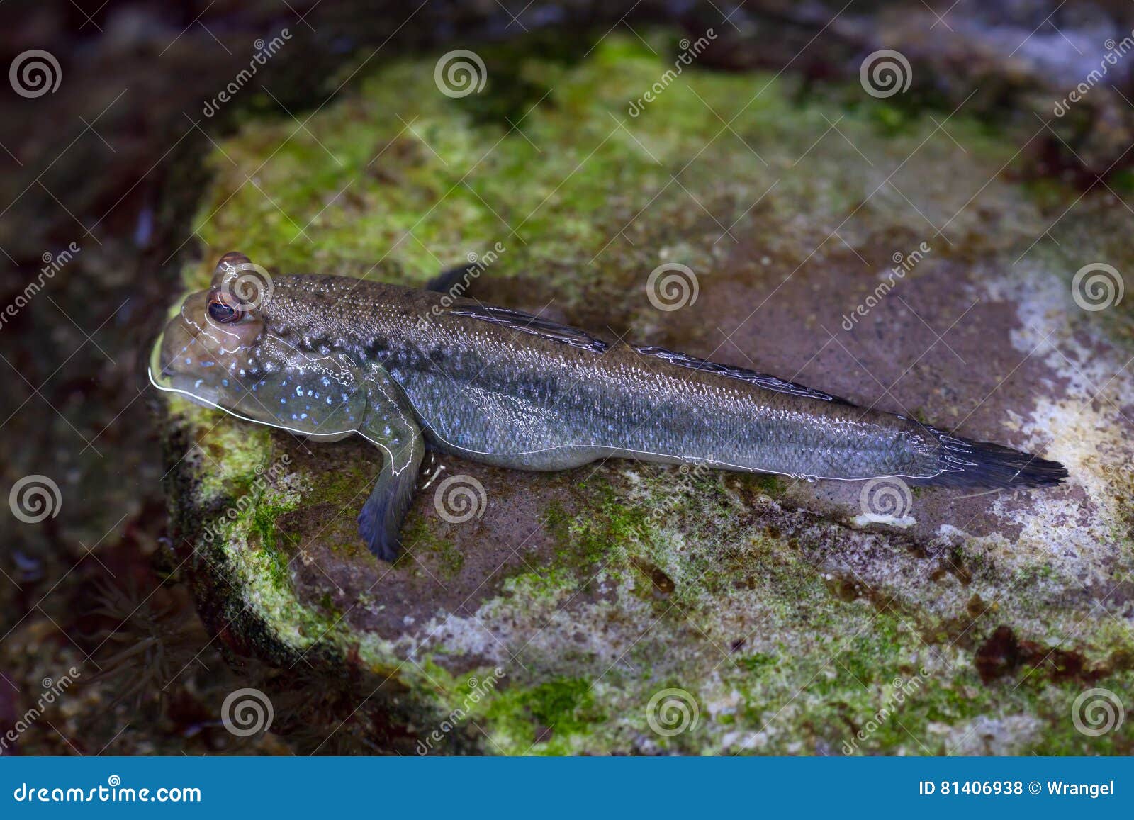 Mudskipper Fish