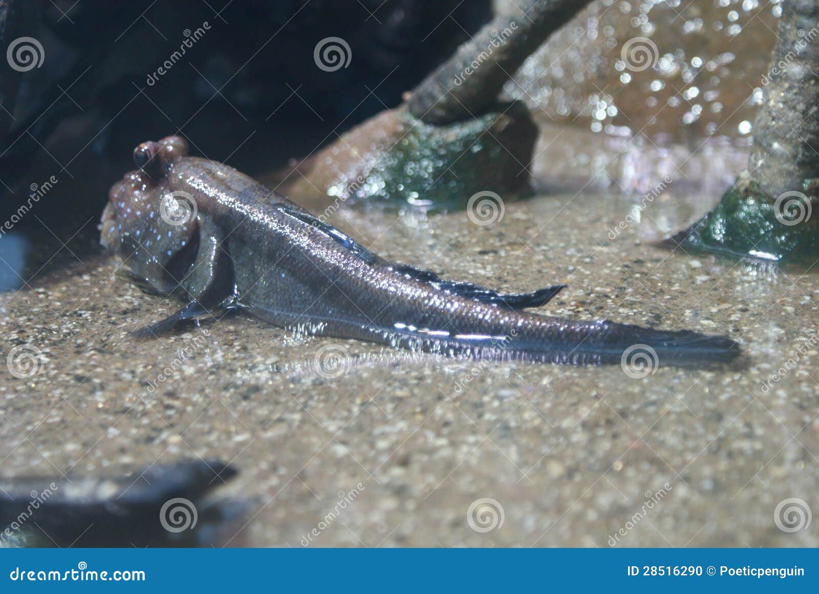 Atlantic Mudskipper - Periopthalmus Barbarus Stock Photo - Image of ...