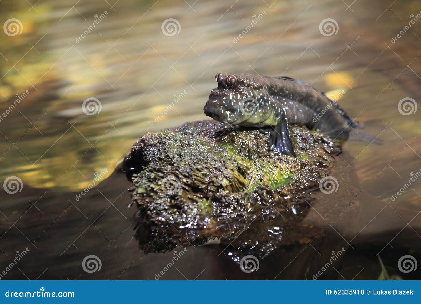 Atlantic mudskipper stock photo. Image of adult, amphibian - 62335910
