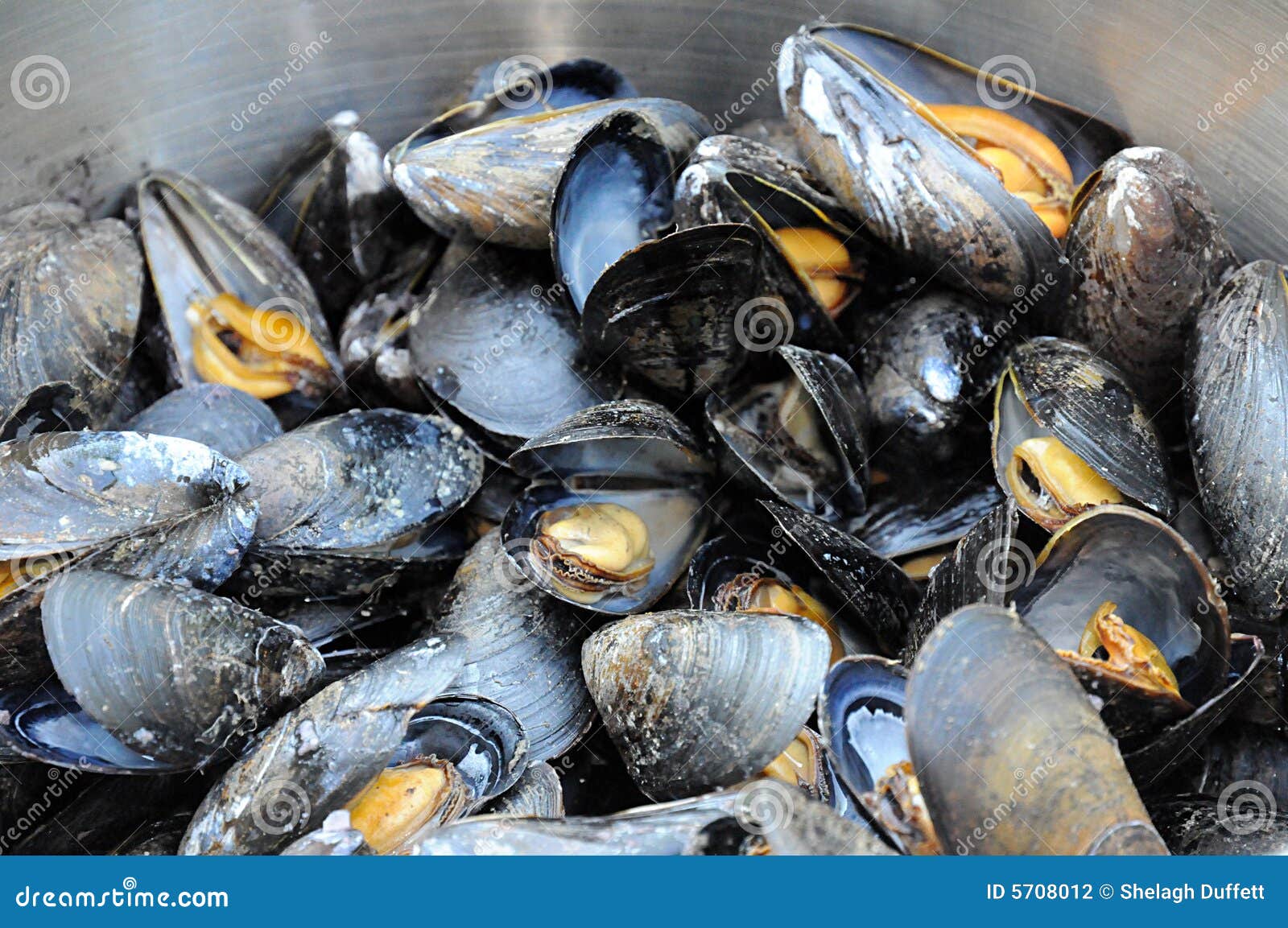 Atlantic Mussels stock photo. Image of mussels, food, seafood - 5708012