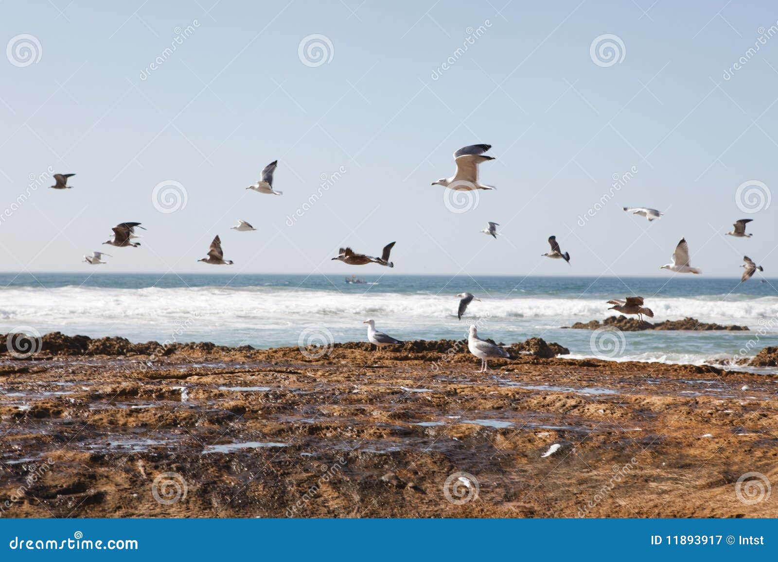 Atlantic Ocean Coast with Many Seagulls Stock Image - Image of beach ...