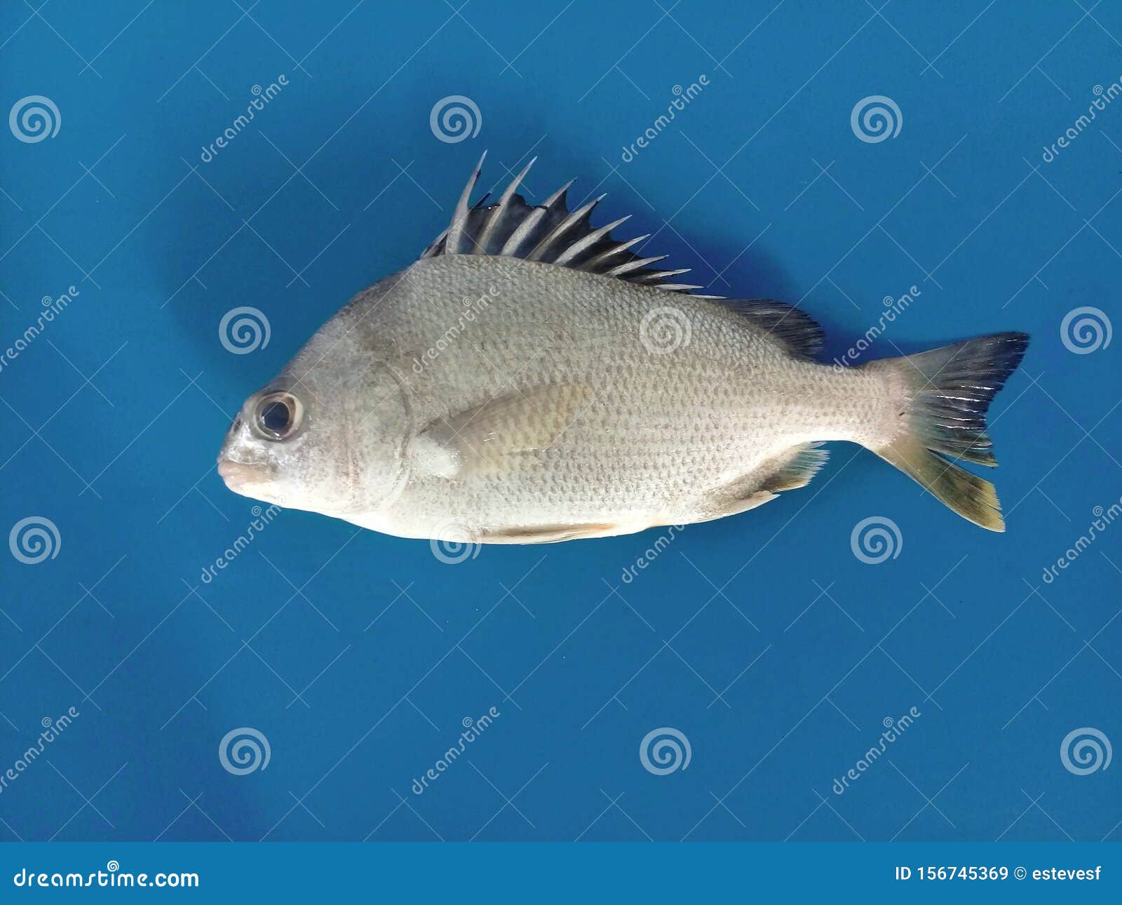 Atlantic Ocean Fish Known As Carapeba Stock Image - Image of healthy ...