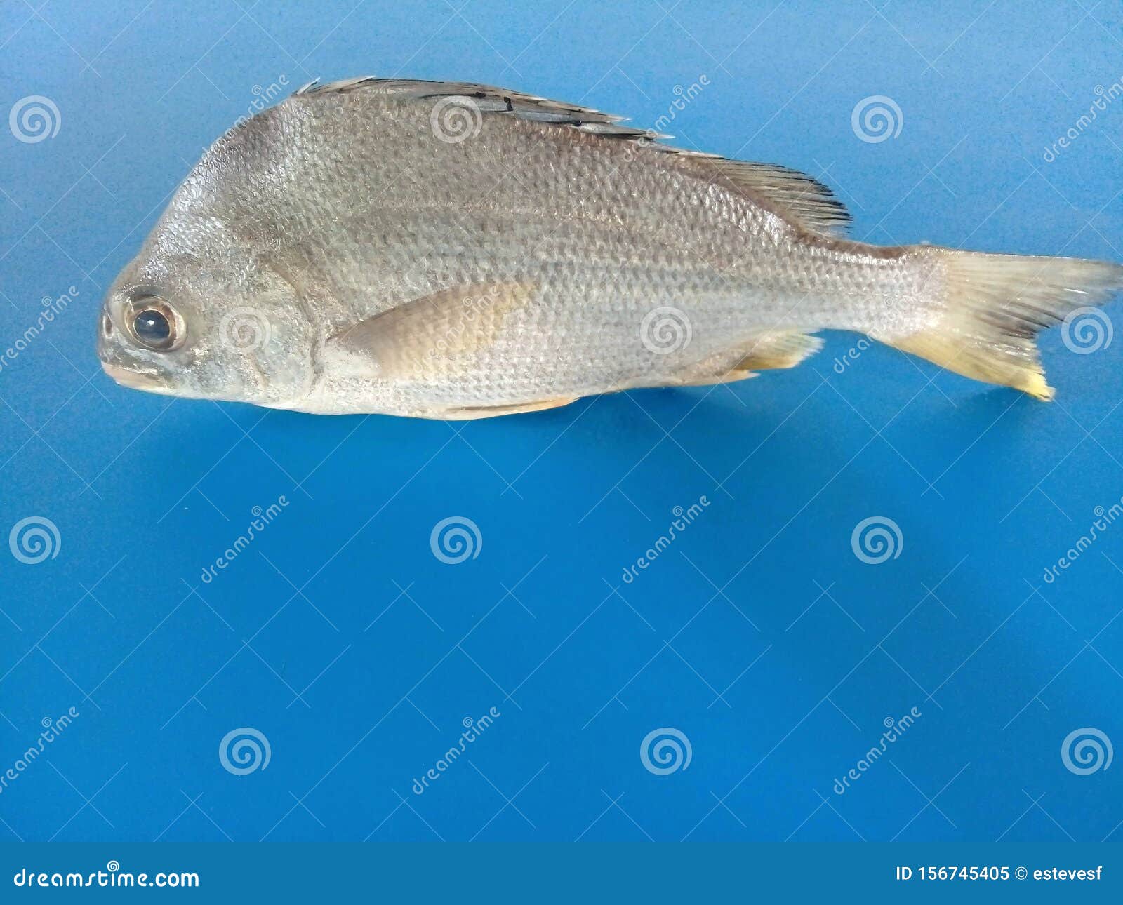 Atlantic Ocean Fish Known As Carapeba Stock Image - Image of diet ...