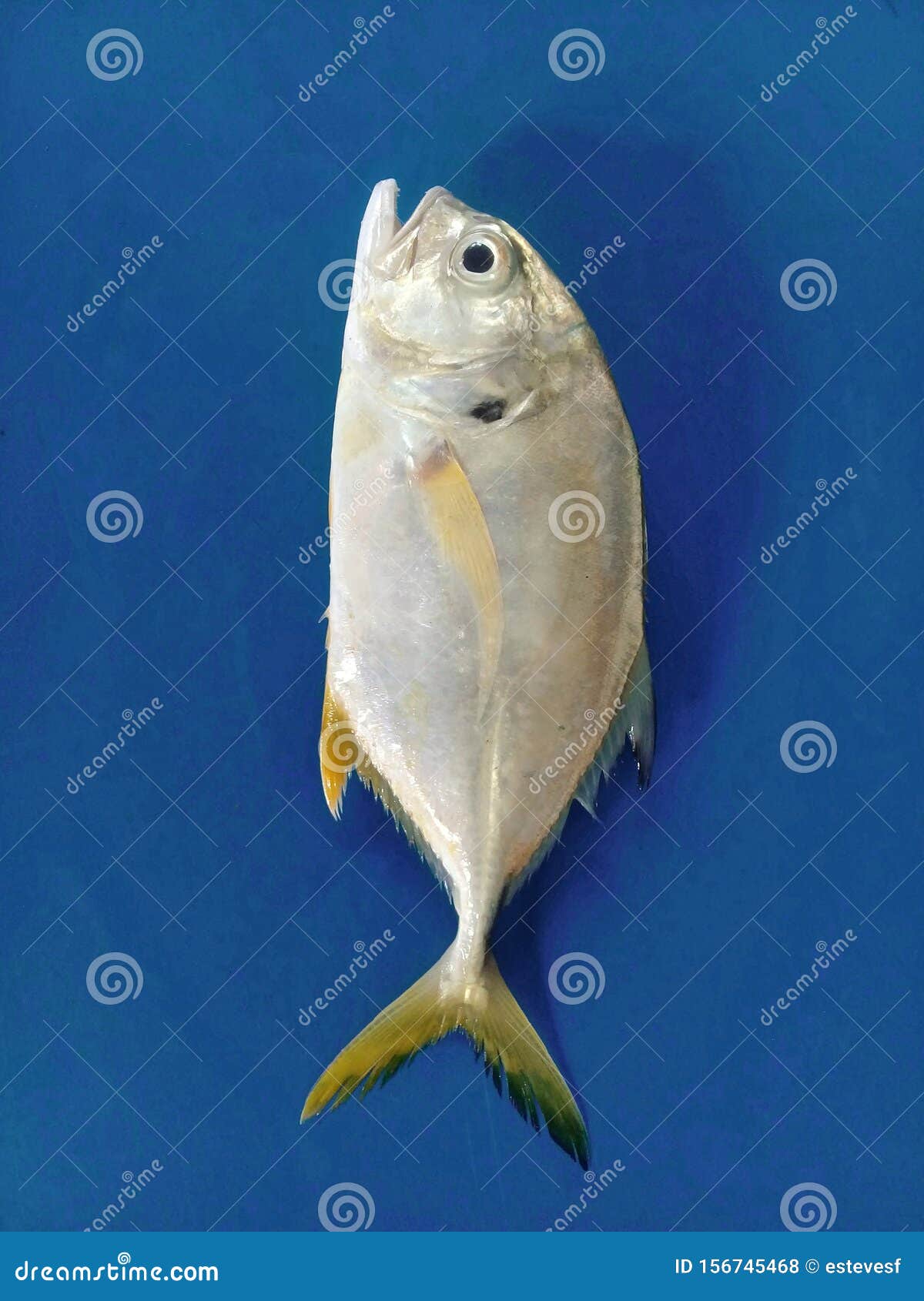 Atlantic Ocean Fish Known As Carapeba Stock Photo - Image of fresh ...