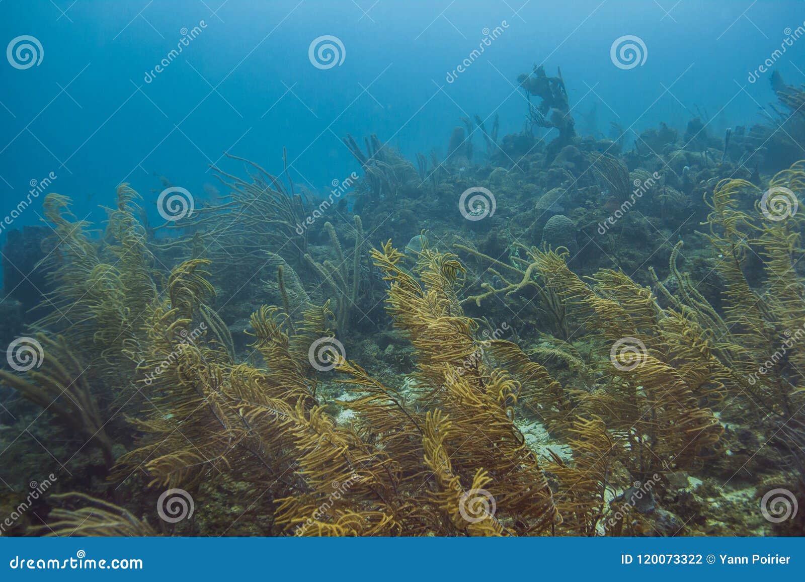 Atlantic ocean reef stock photo. Image of aquarium, landscape - 120073322