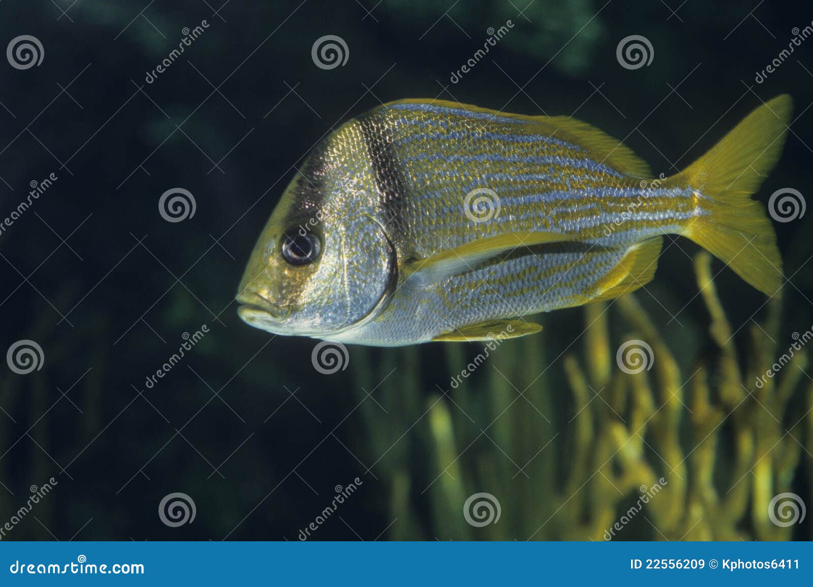 Atlantic Porkfish Tropical Fish Stock Image - Image of aquarium, hobby ...