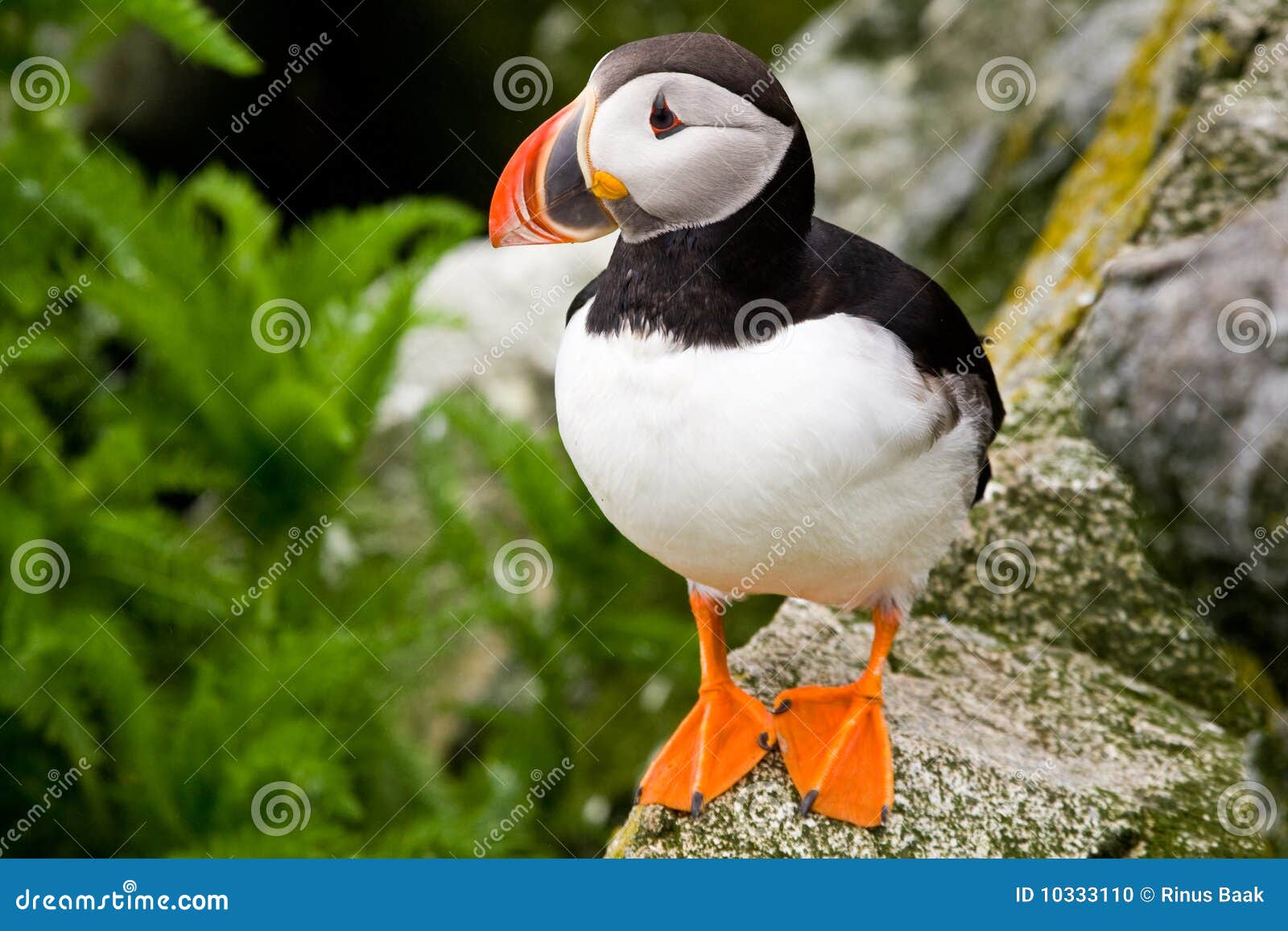 Atlantic Puffin stock photo. Image of beak, pelagic, colors - 10333110