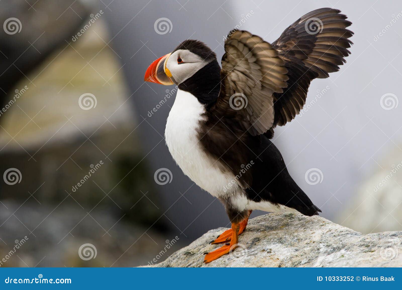 Atlantic Puffin stock photo. Image of colorful, pelagic - 10333252