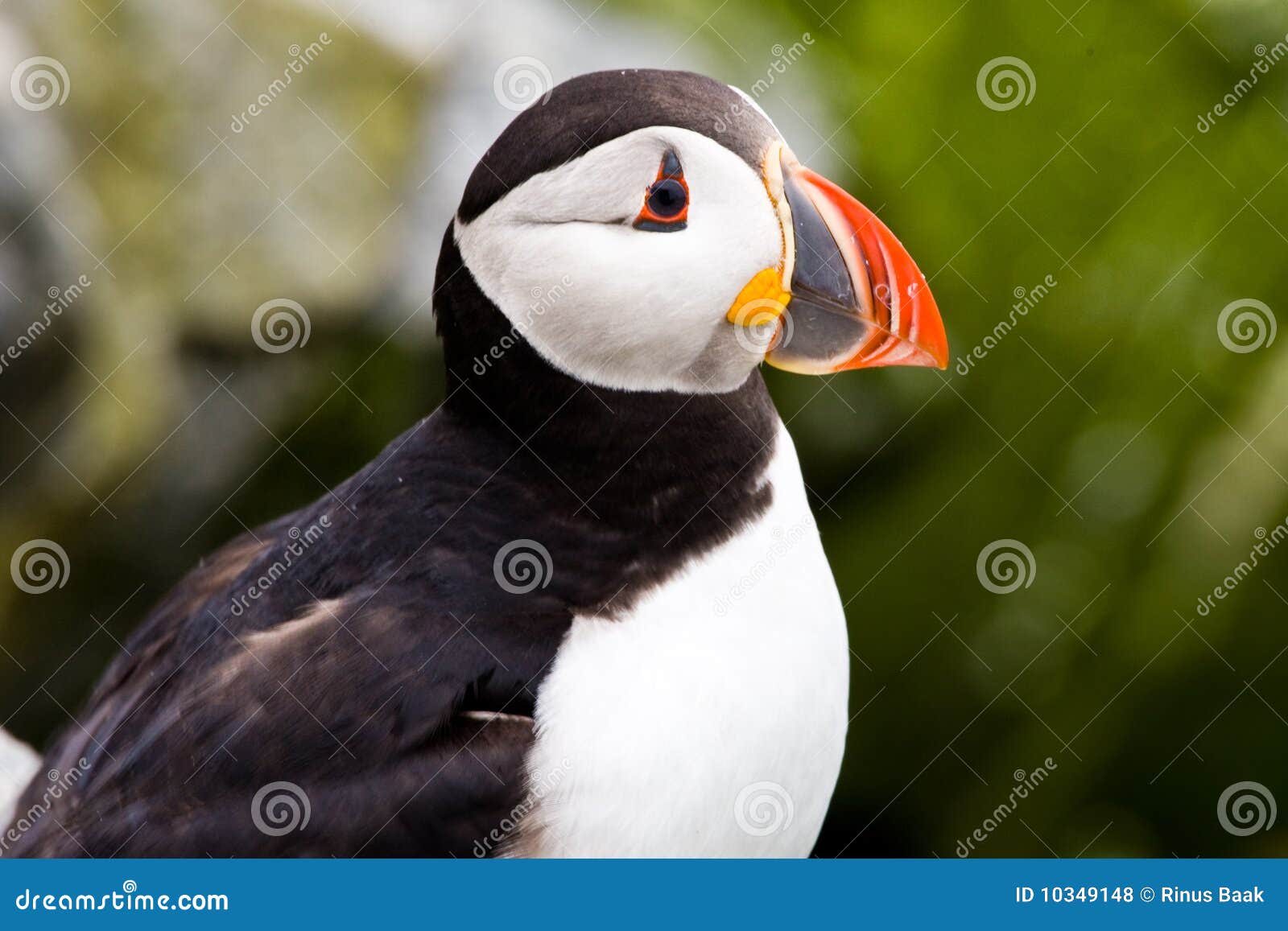 Atlantic Puffin stock photo. Image of pelagic, profile - 10349148