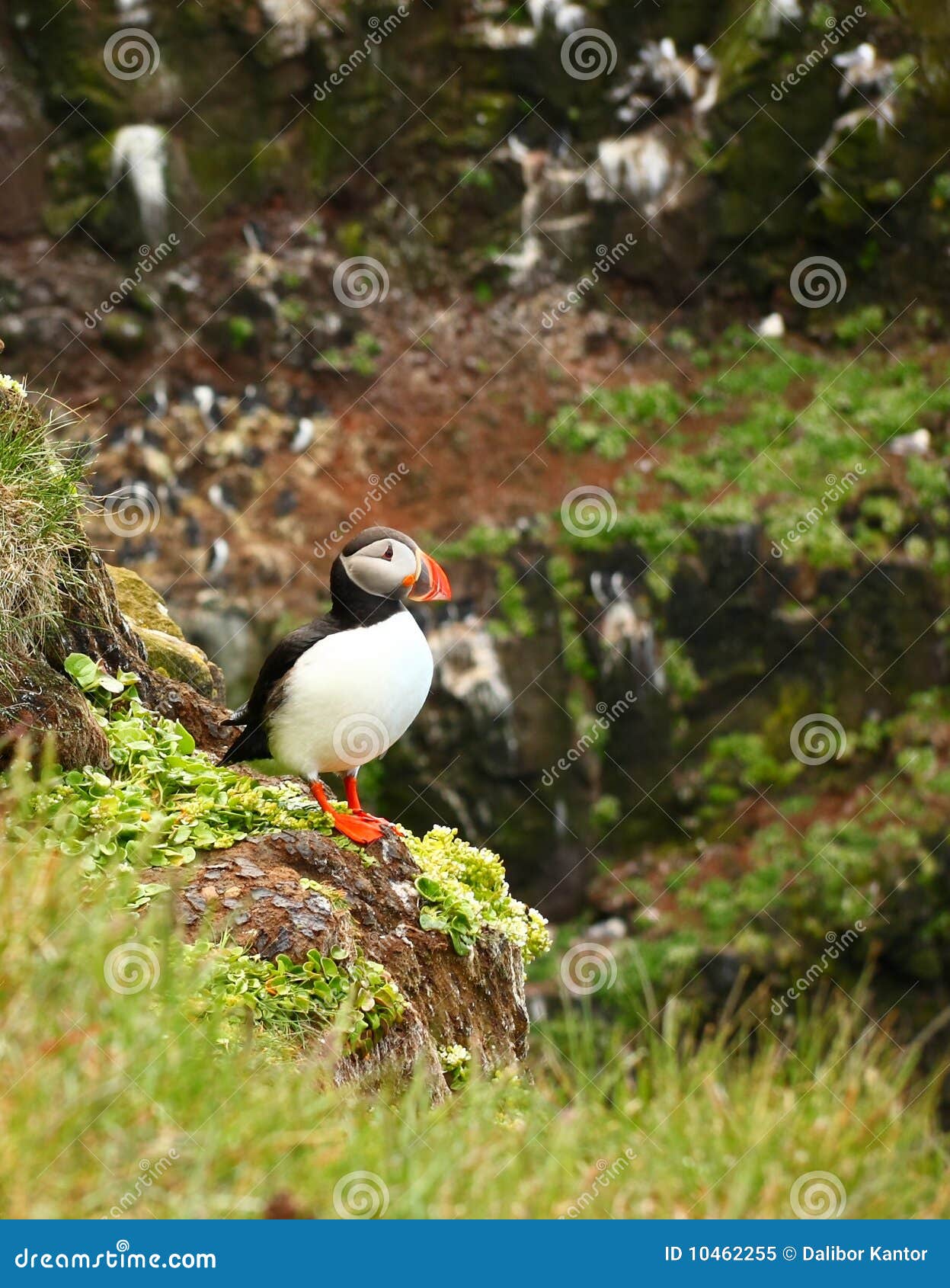 Atlantic Puffin stock image. Image of beak, cliff, background - 10462255
