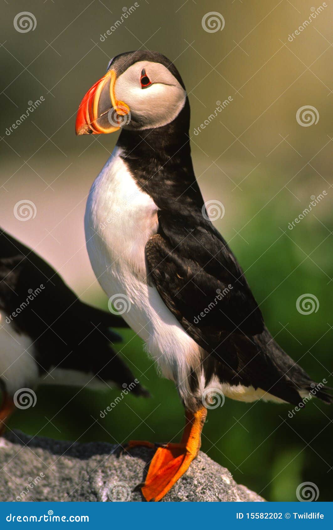 Atlantic Puffin stock photo. Image of cute, life, ocean - 15582202