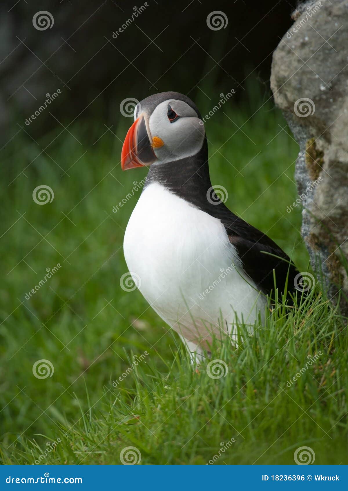 Atlantic puffin stock photo. Image of alcidae, atlantic - 18236396