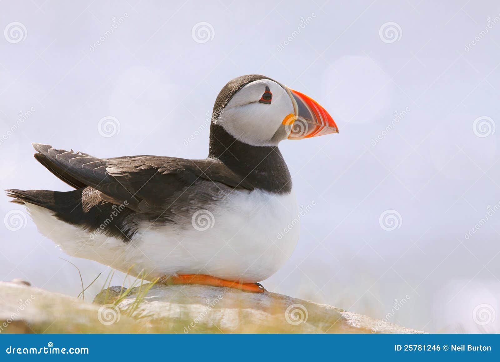 Atlantic puffin stock photo. Image of bird, shore, razor - 25781246