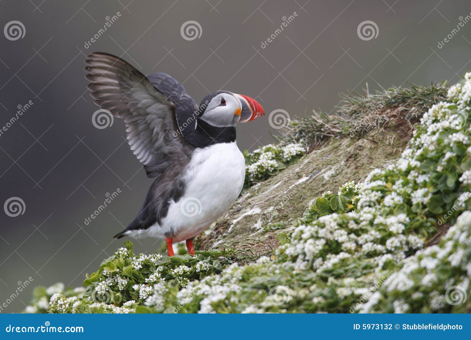 Atlantic Puffin stock photo. Image of animal, horizontal - 5973132