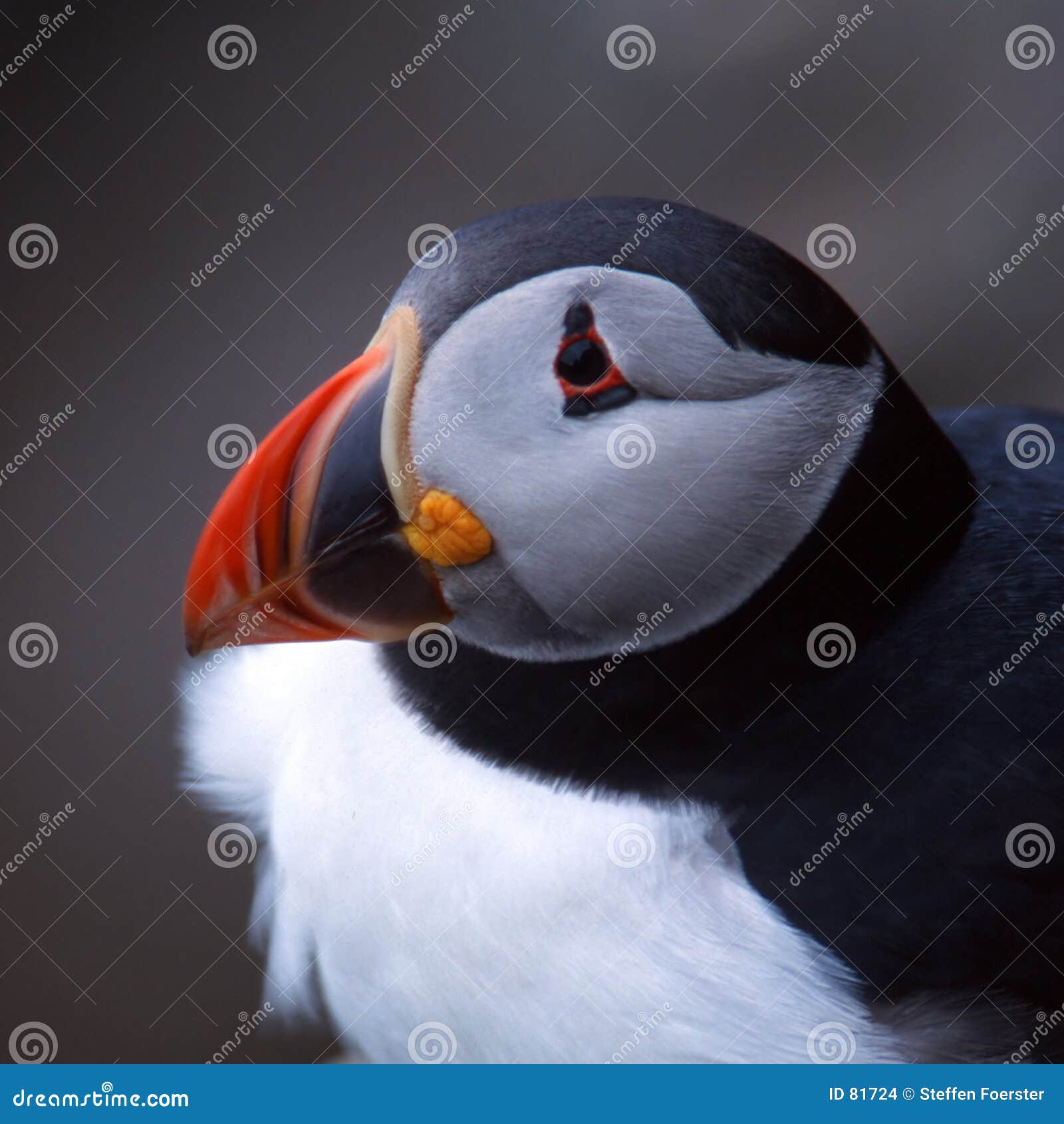 Puffin Mask Photos - Free & Royalty-Free Stock Photos from Dreamstime