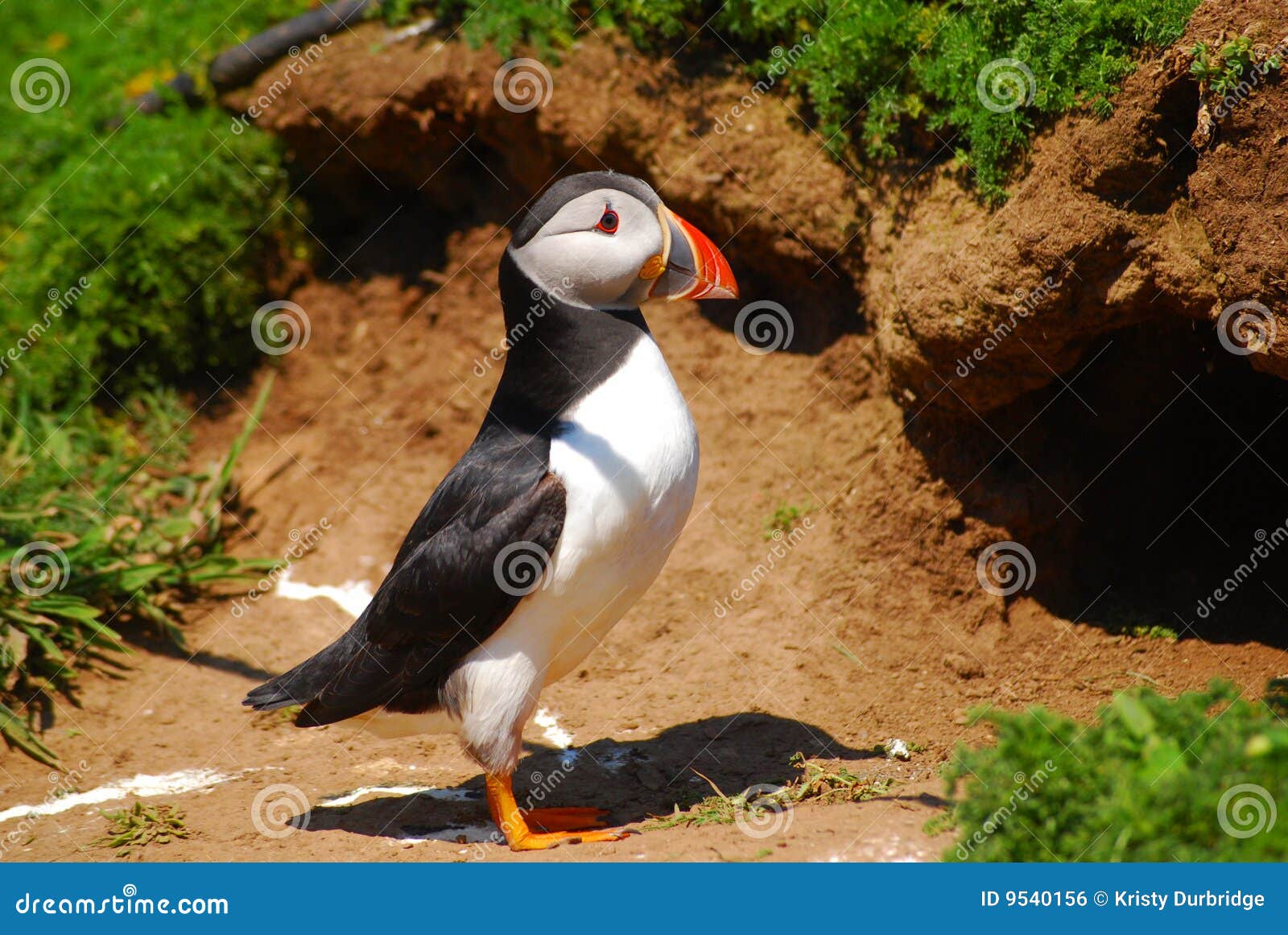 Atlantic Puffin stock photo. Image of colour, habitat - 9540156