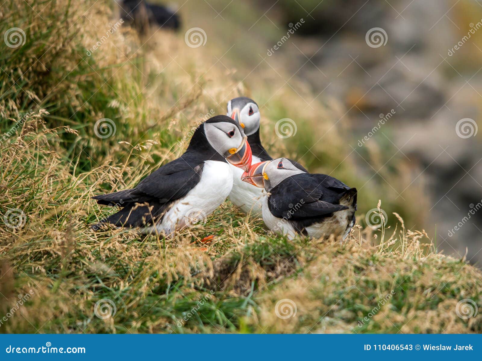 The Atlantic Puffin, Also Known As the Common Puffin. Stock Image ...