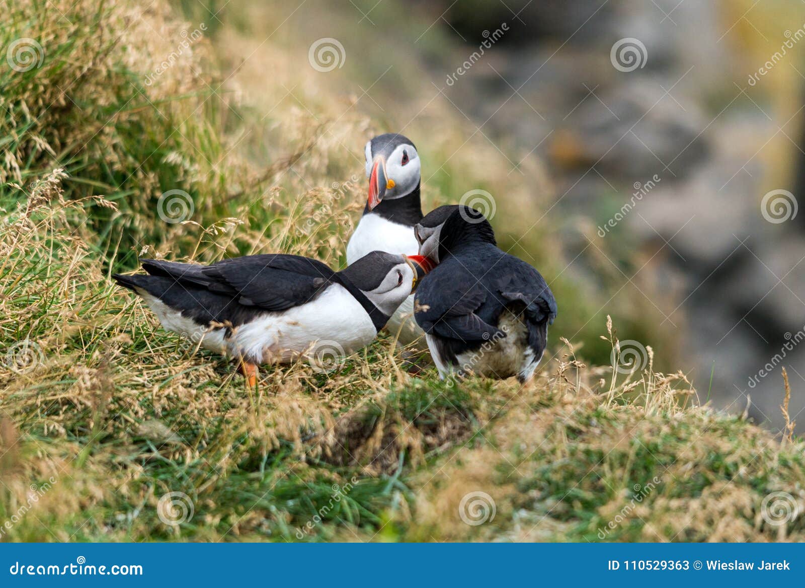 The Atlantic Puffin, Also Known As the Common Puffin. Stock Image ...