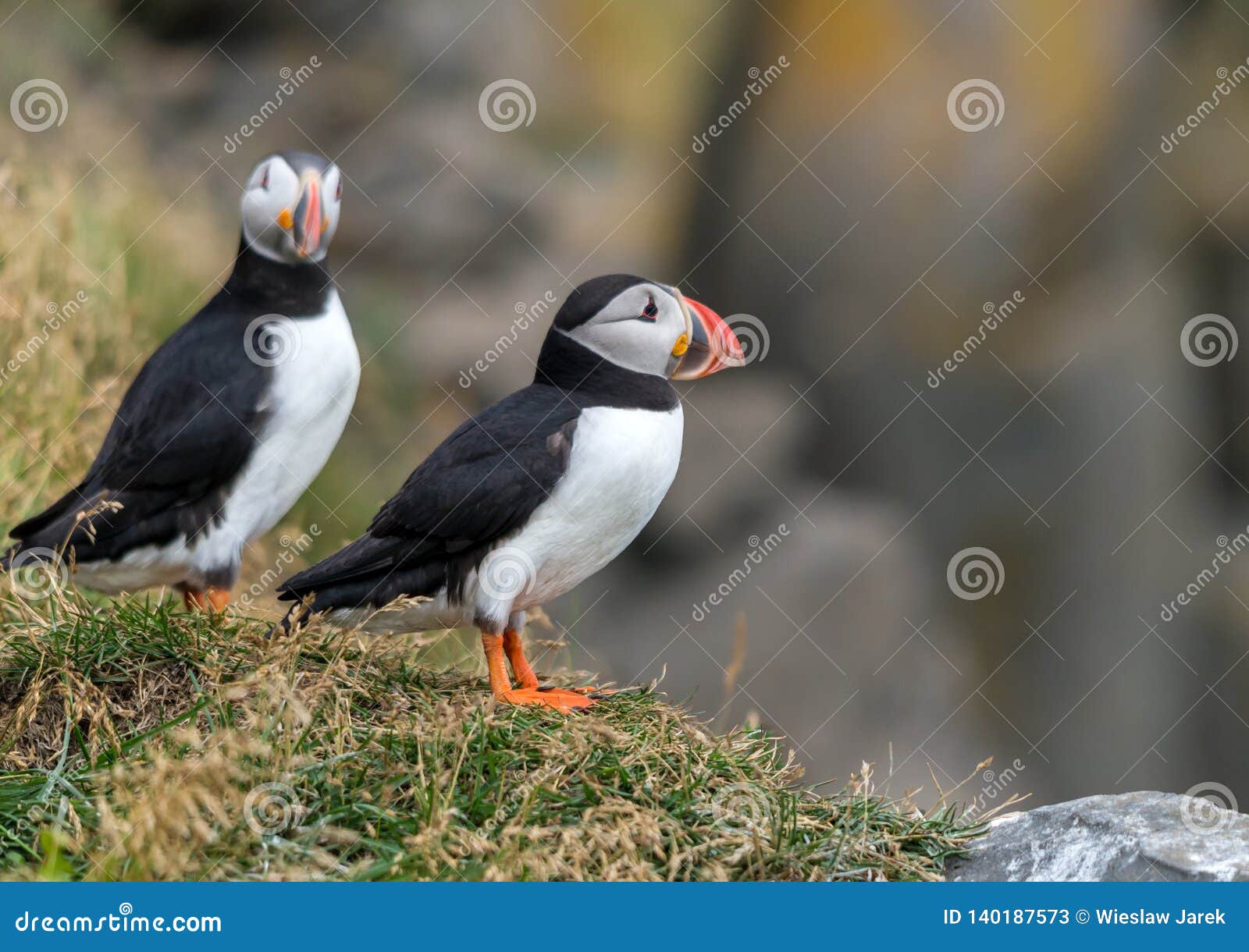 The Atlantic Puffin, Also Known As the Common Puffin. Stock Image ...
