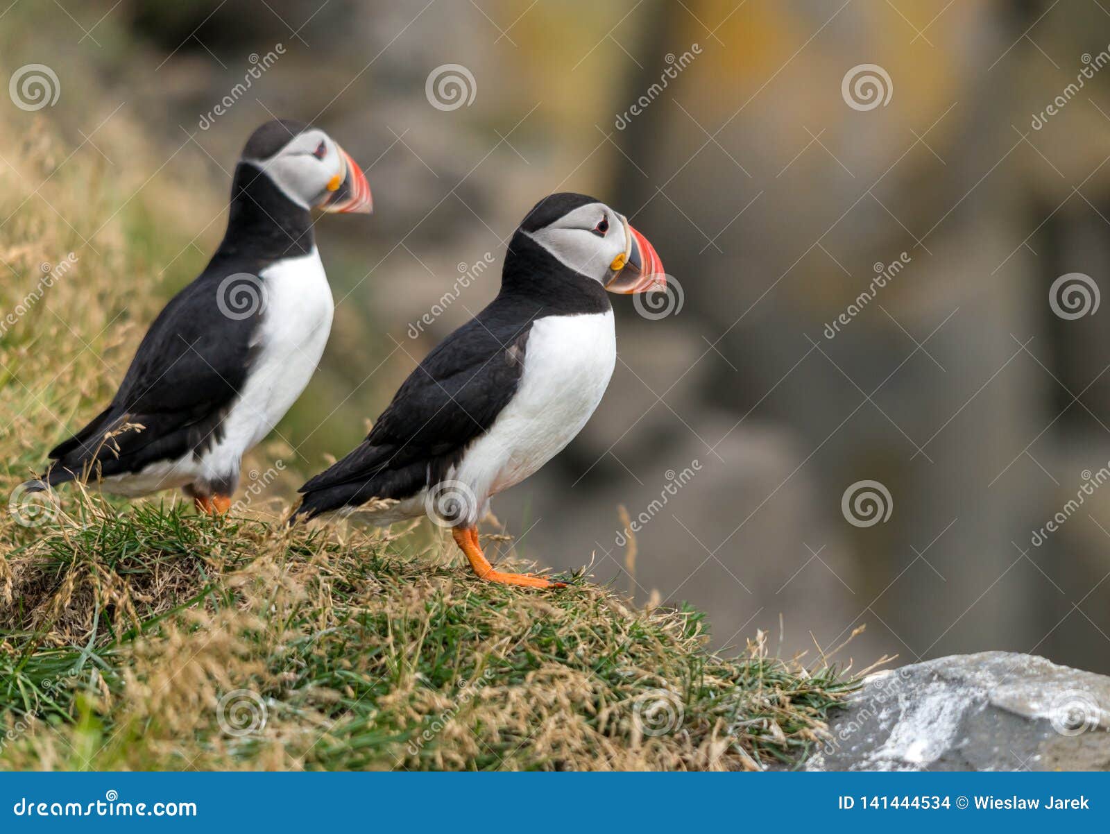 The Atlantic Puffin, Also Known As the Common Puffin Stock Photo ...